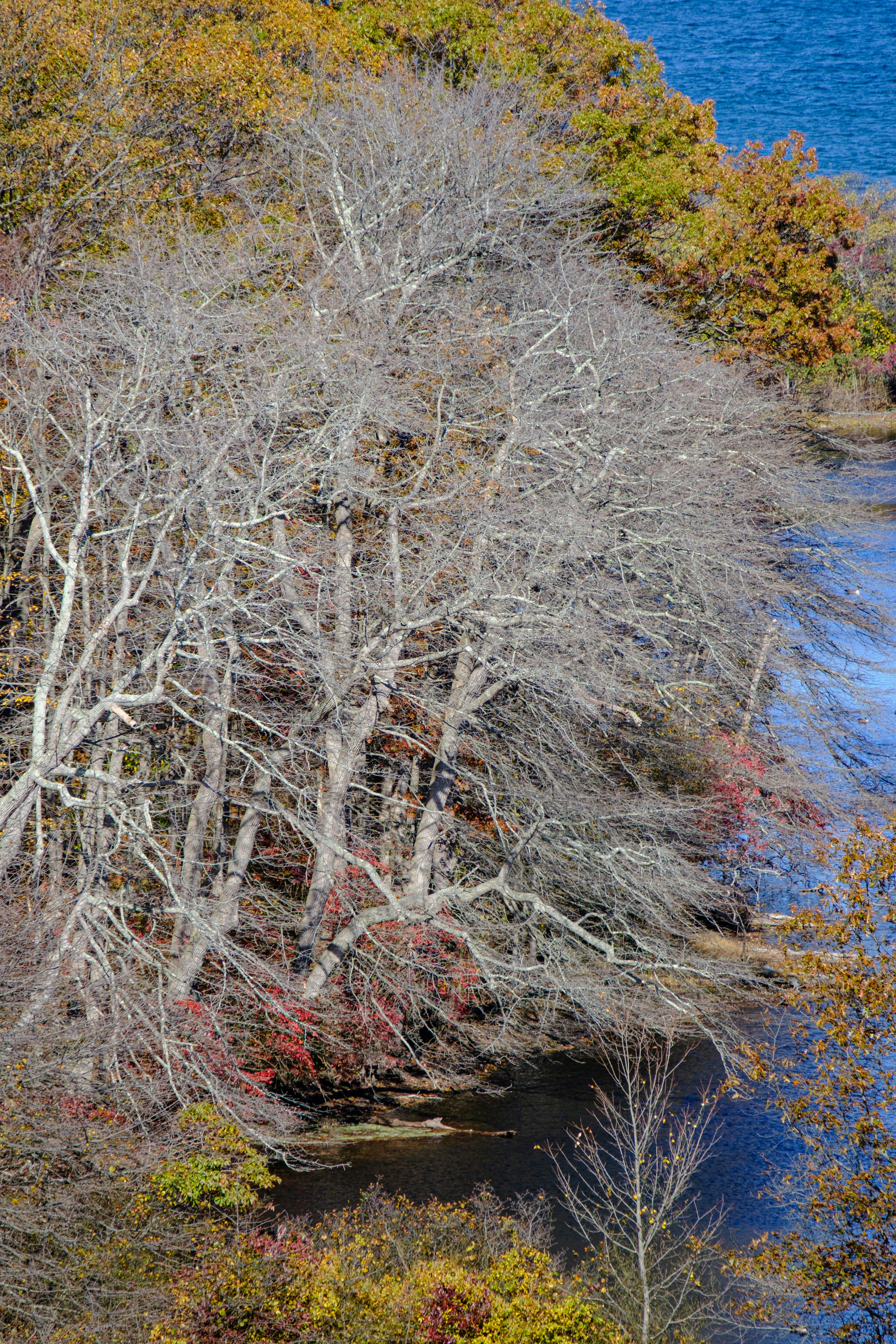 Bare trees interspersed with autumn foliage along a tranquil riverbank, with a serene blue water backdrop.
