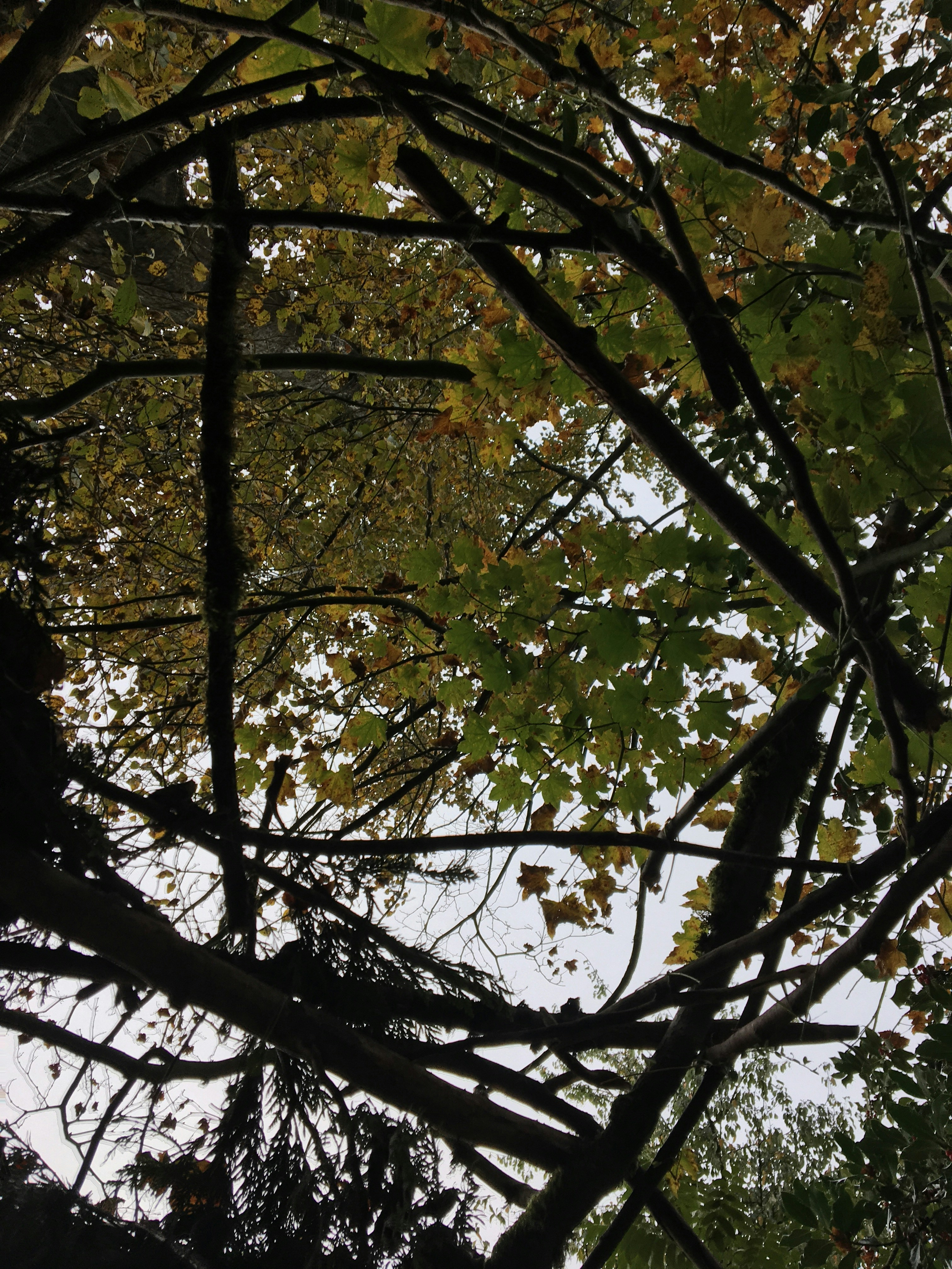 Ollie Johnson (@birbs) | Unsplash Photo Community