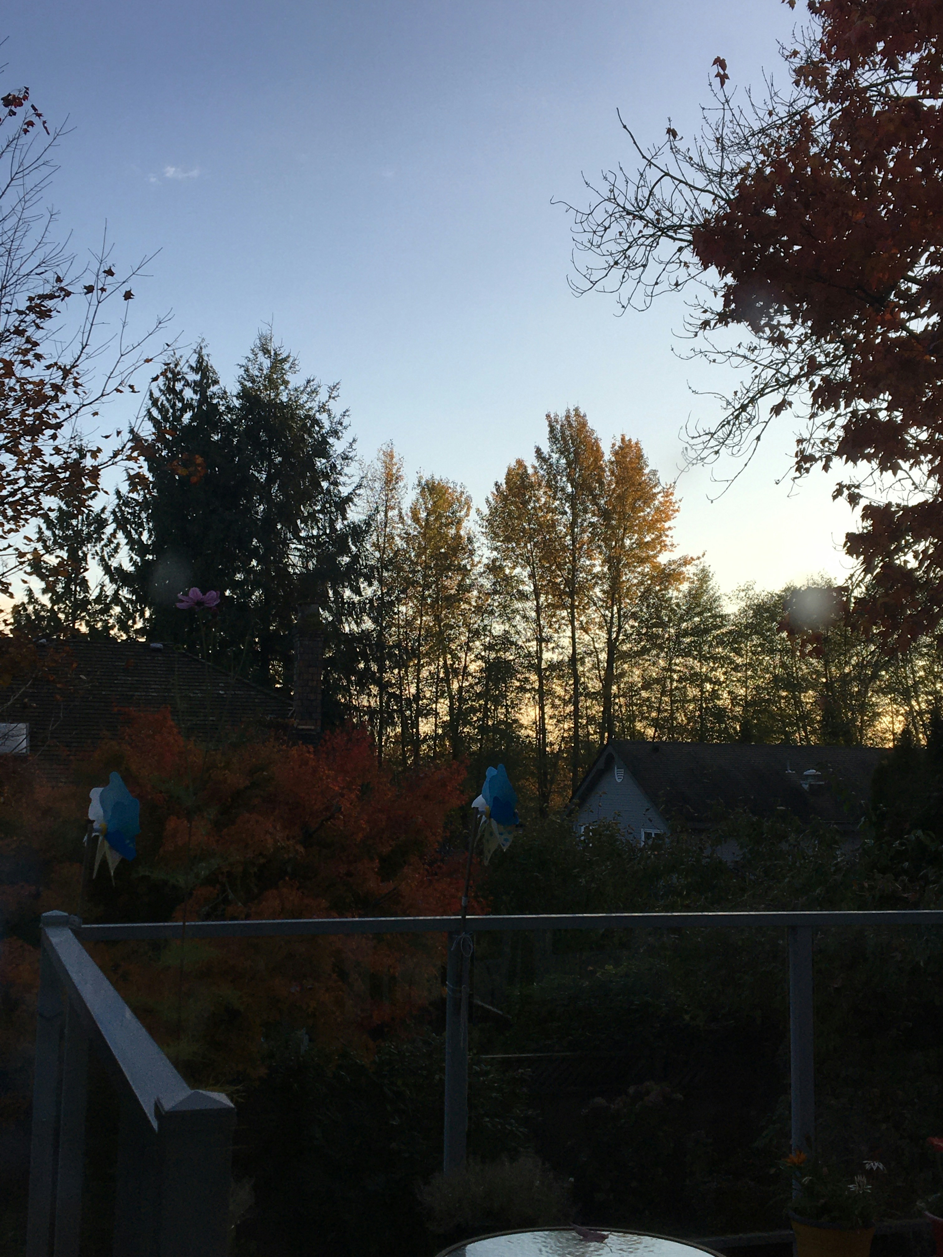 Ollie Johnson (@birbs) | Unsplash Photo Community