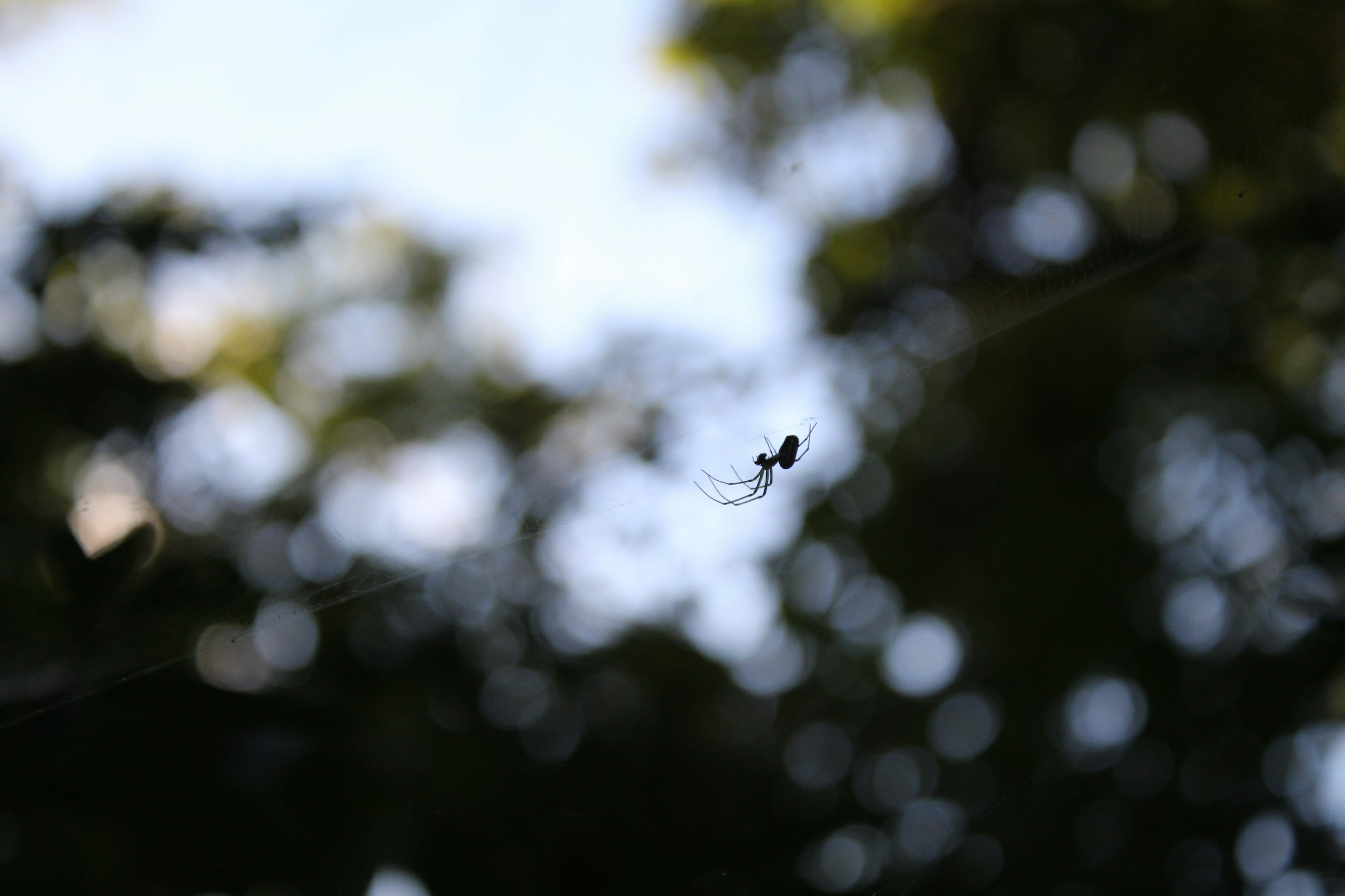 A spider suspended in its web against a backdrop of blurred foliage, capturing the delicate interplay of nature. The scene highlights the intricate craftsmanship of the spider's web.