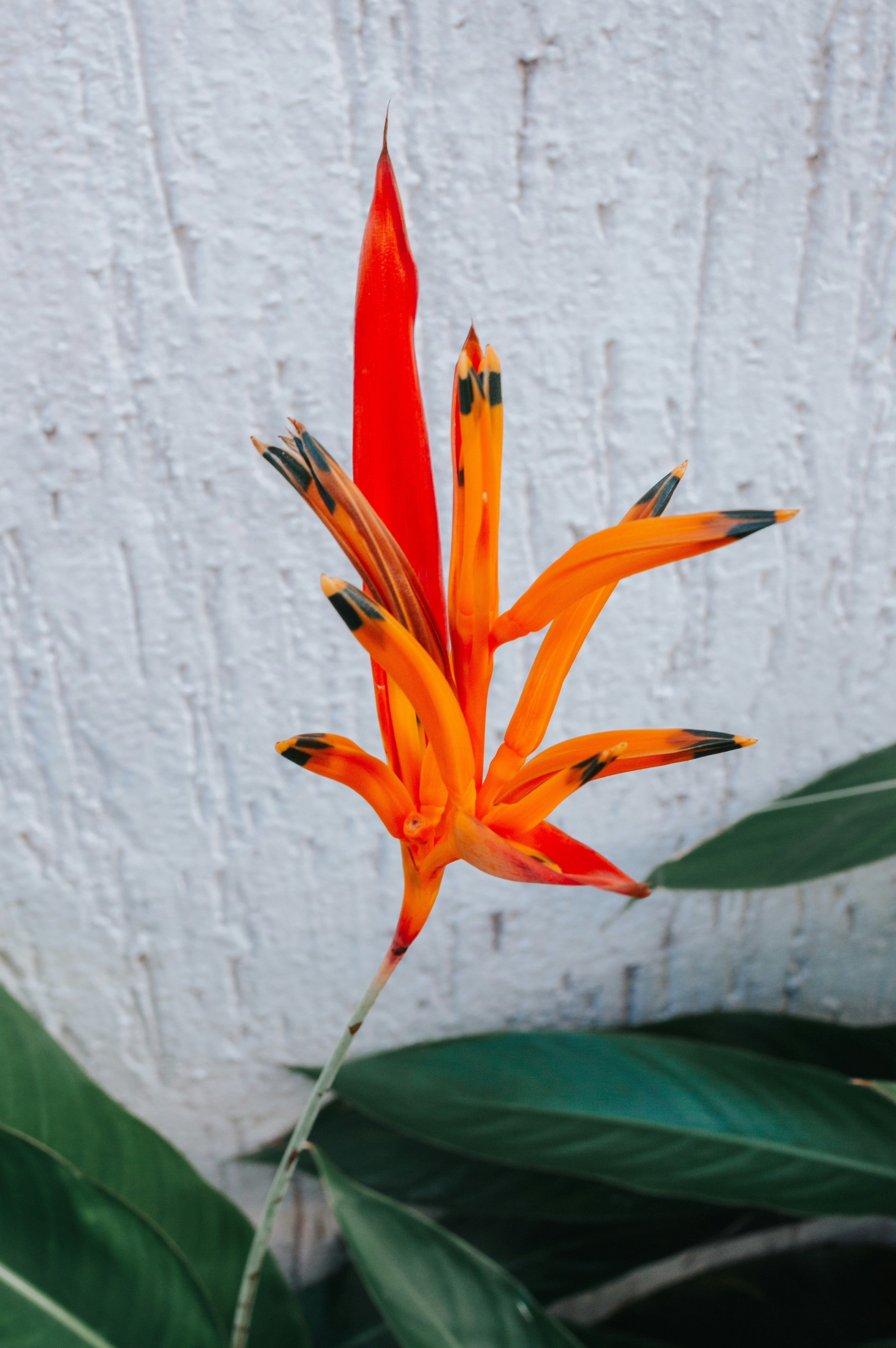 Vibrant Heliconia flower with striking orange and red petals against a textured white background. Leaves provide a lush green contrast.