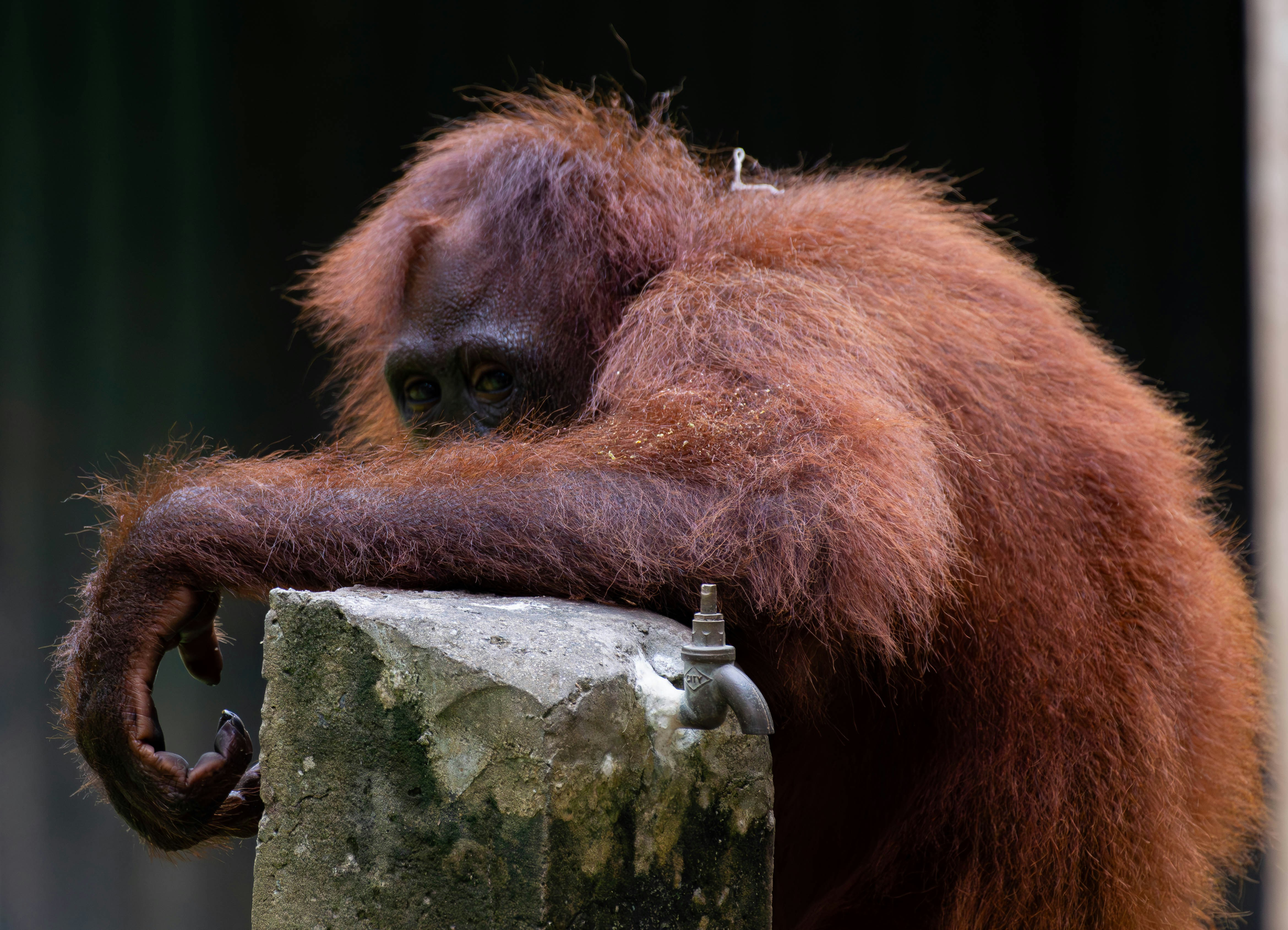 Contemplative Gaze Over a Weathered Post: Orangutan at Rest