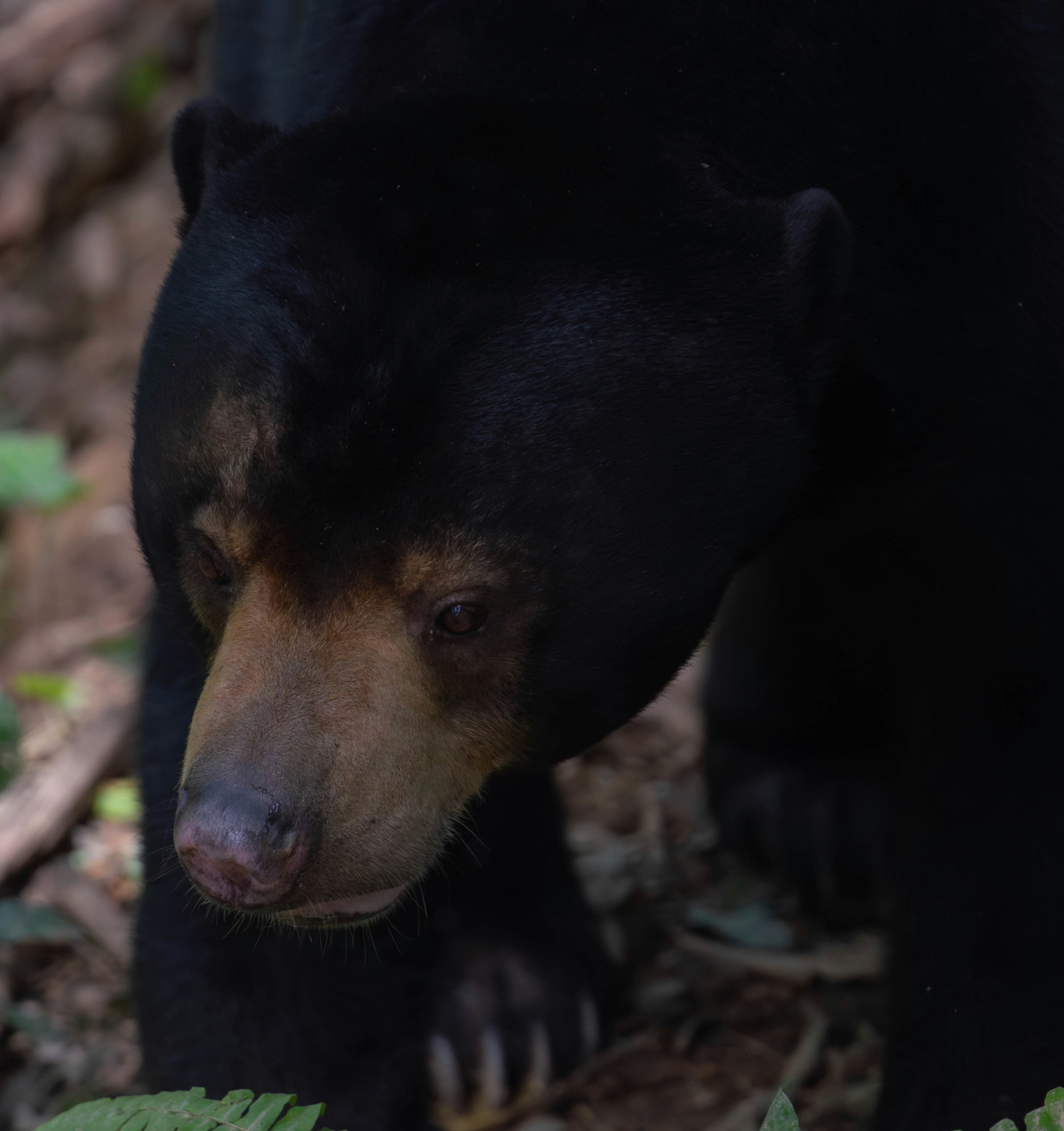 Close-up of a black bear navigating through a forest, showcasing its expressive features and the lush surroundings.