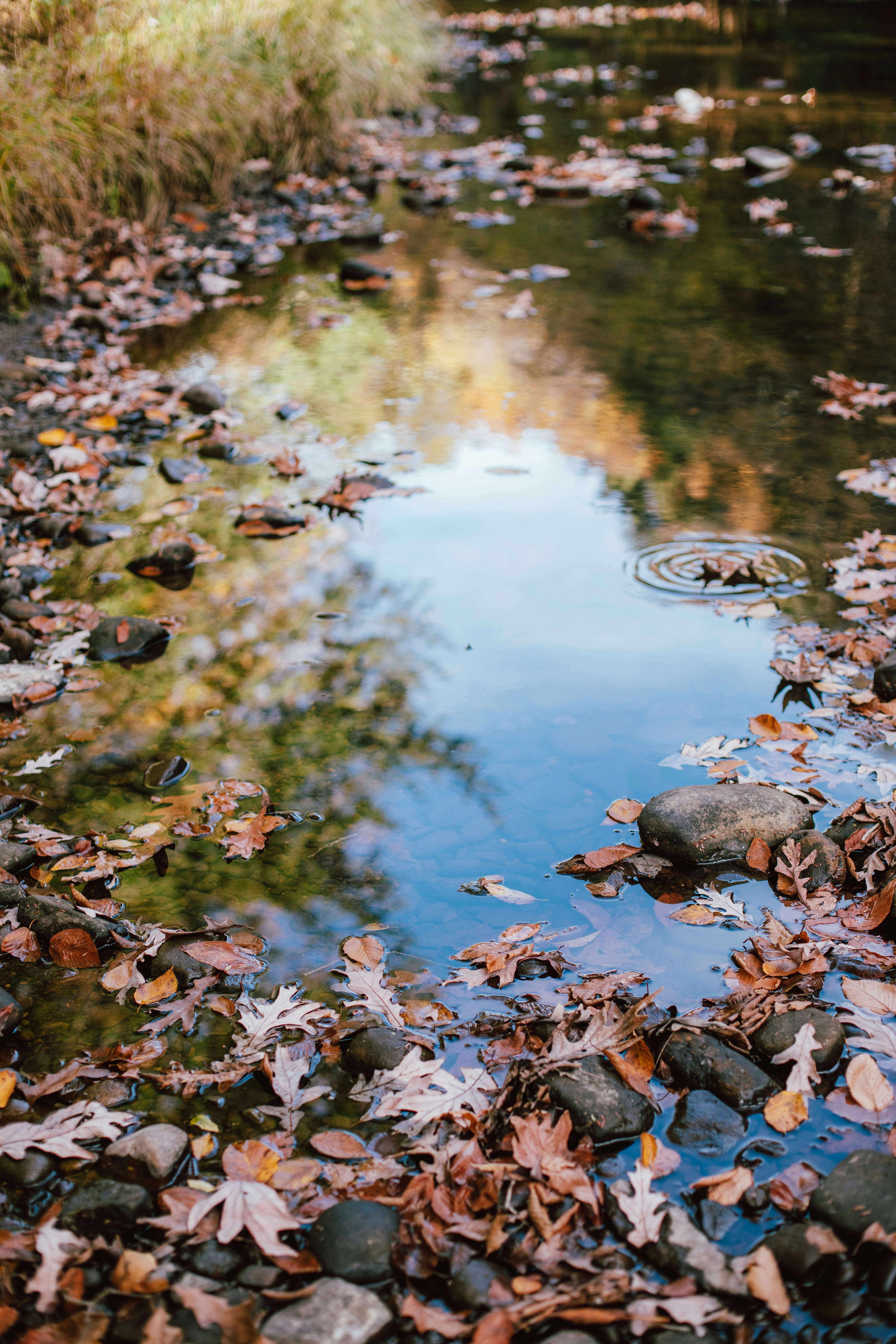 Clear stream reflecting autumn leaves and surrounding foliage, with stones visible beneath the water's surface.