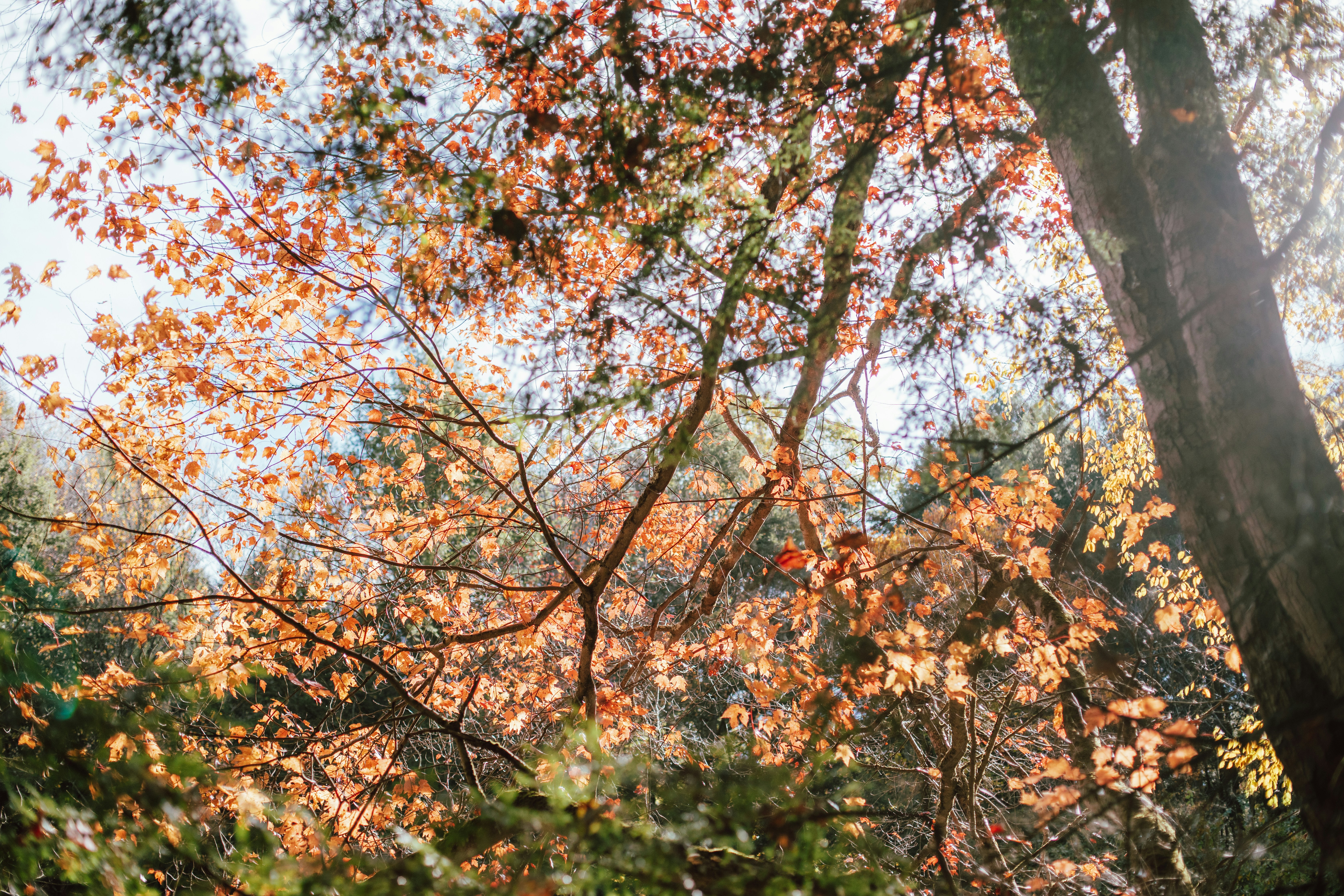 Golden and crimson leaves dance among branches in a sunlit forest, capturing the essence of autumn's transition.