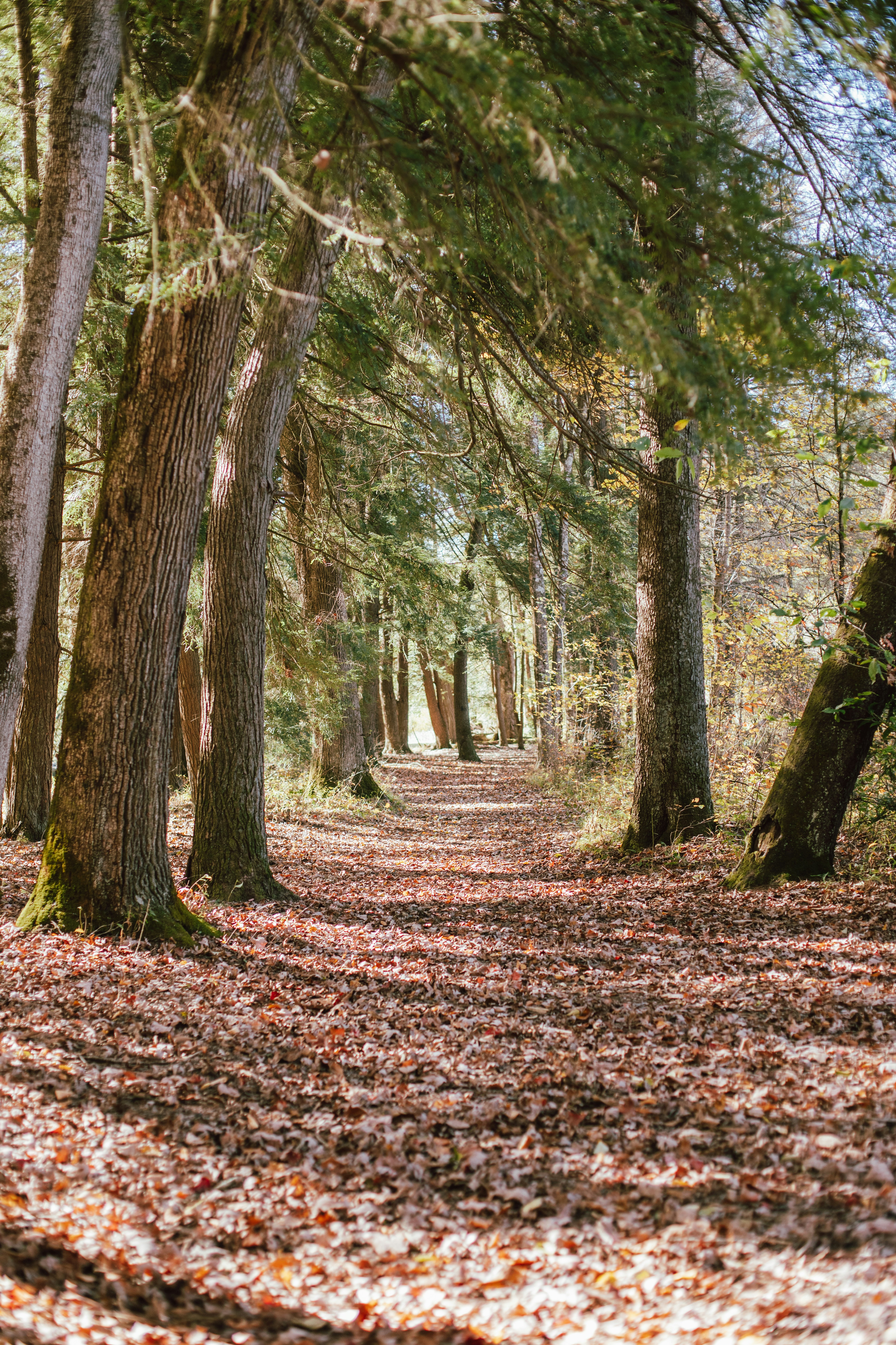Leaf-covered trail winding through a tranquil forest, framed by towering trees. Sunlight filters through the canopy, creating a warm ambiance.