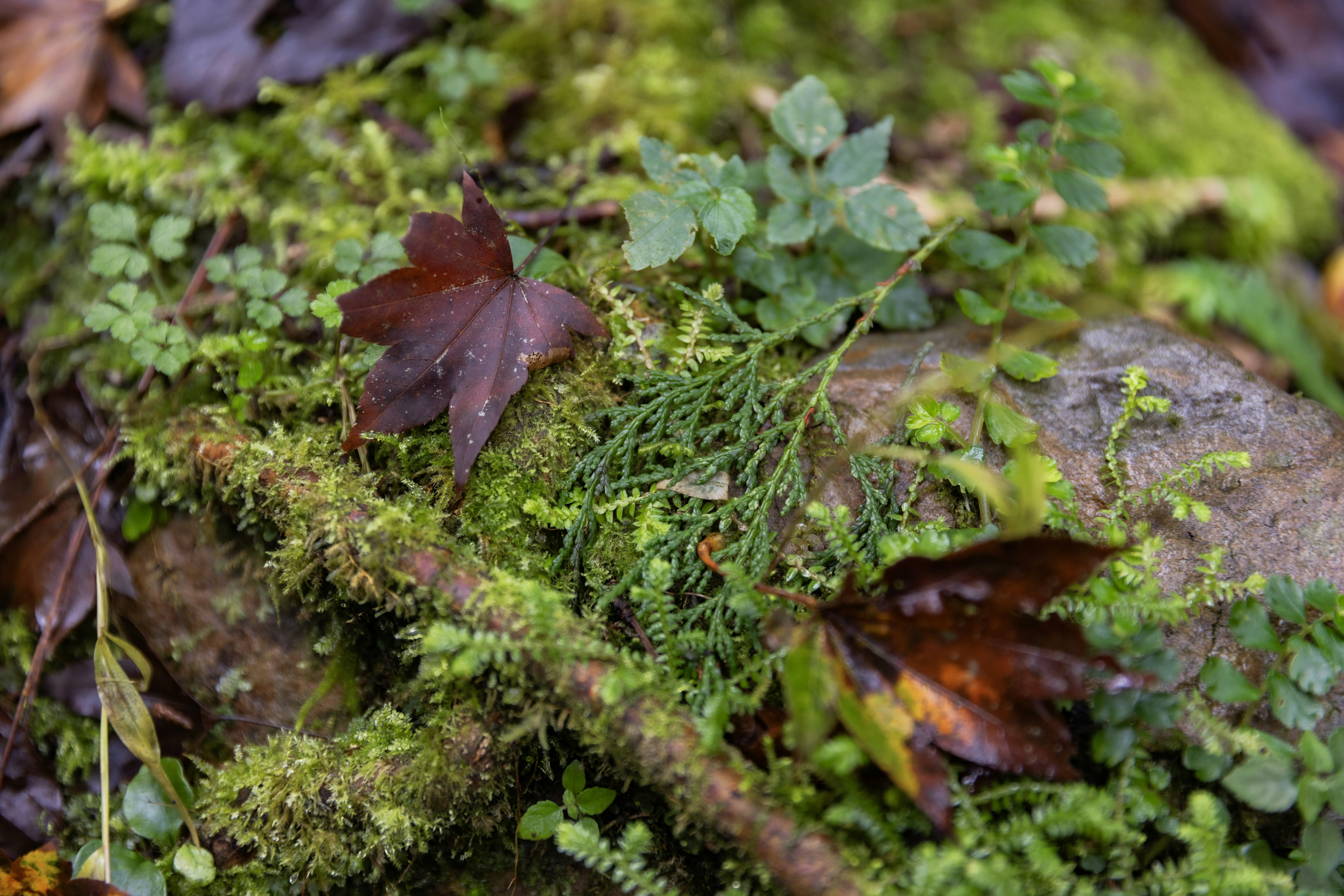 Vibrant green moss interspersed with fallen leaves and delicate ferns on a forest floor. The intricate textures and colors create a rich natural scene.