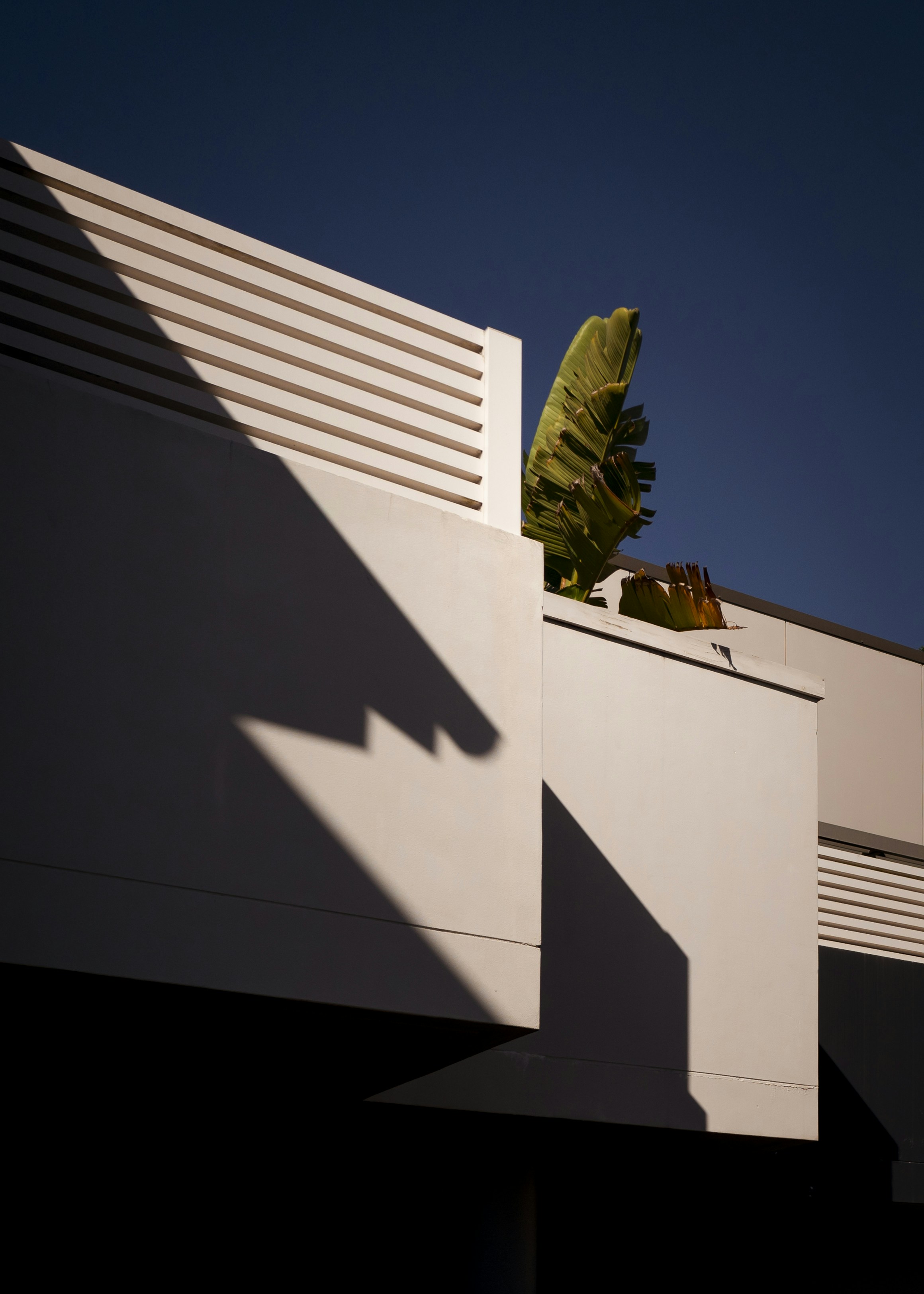 Edge of Shade: A Banana Leaf Over Modern Facade