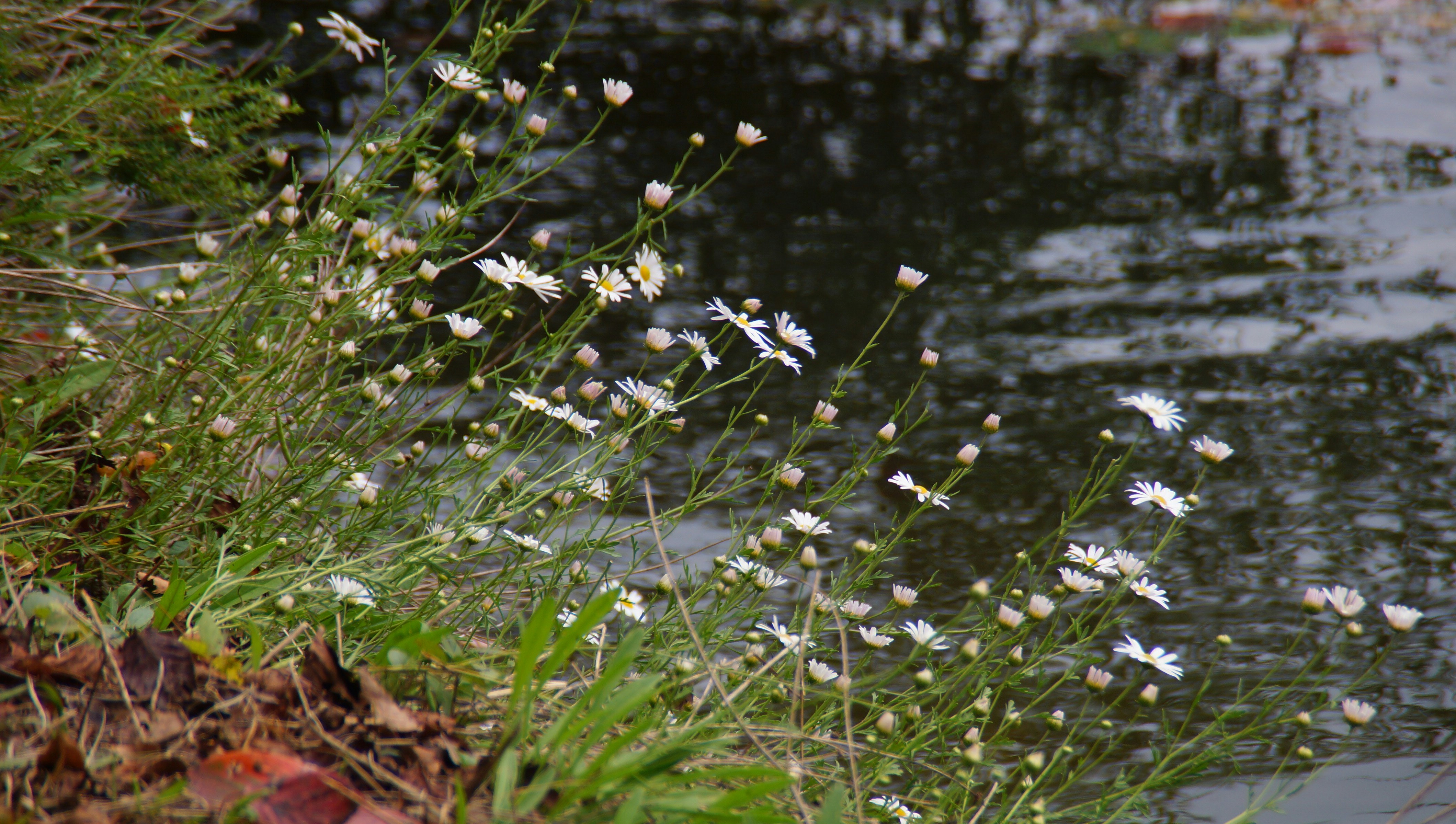 Delicate white daisies sway gently by the water's edge, reflecting the serenity of nature's quiet moments.
