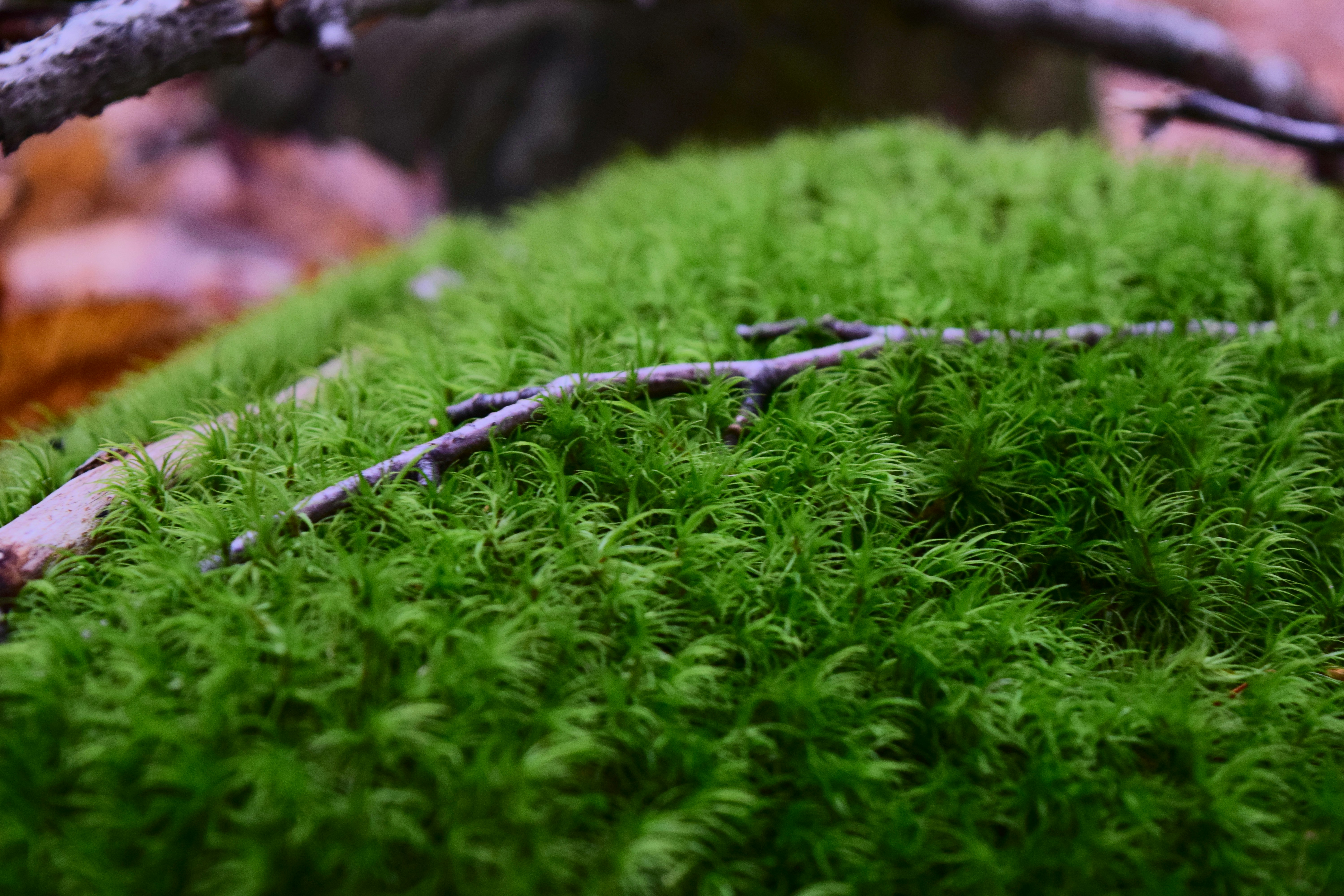 Vibrant green moss covers the forest floor, interspersed with small twigs, creating a lush natural scene.