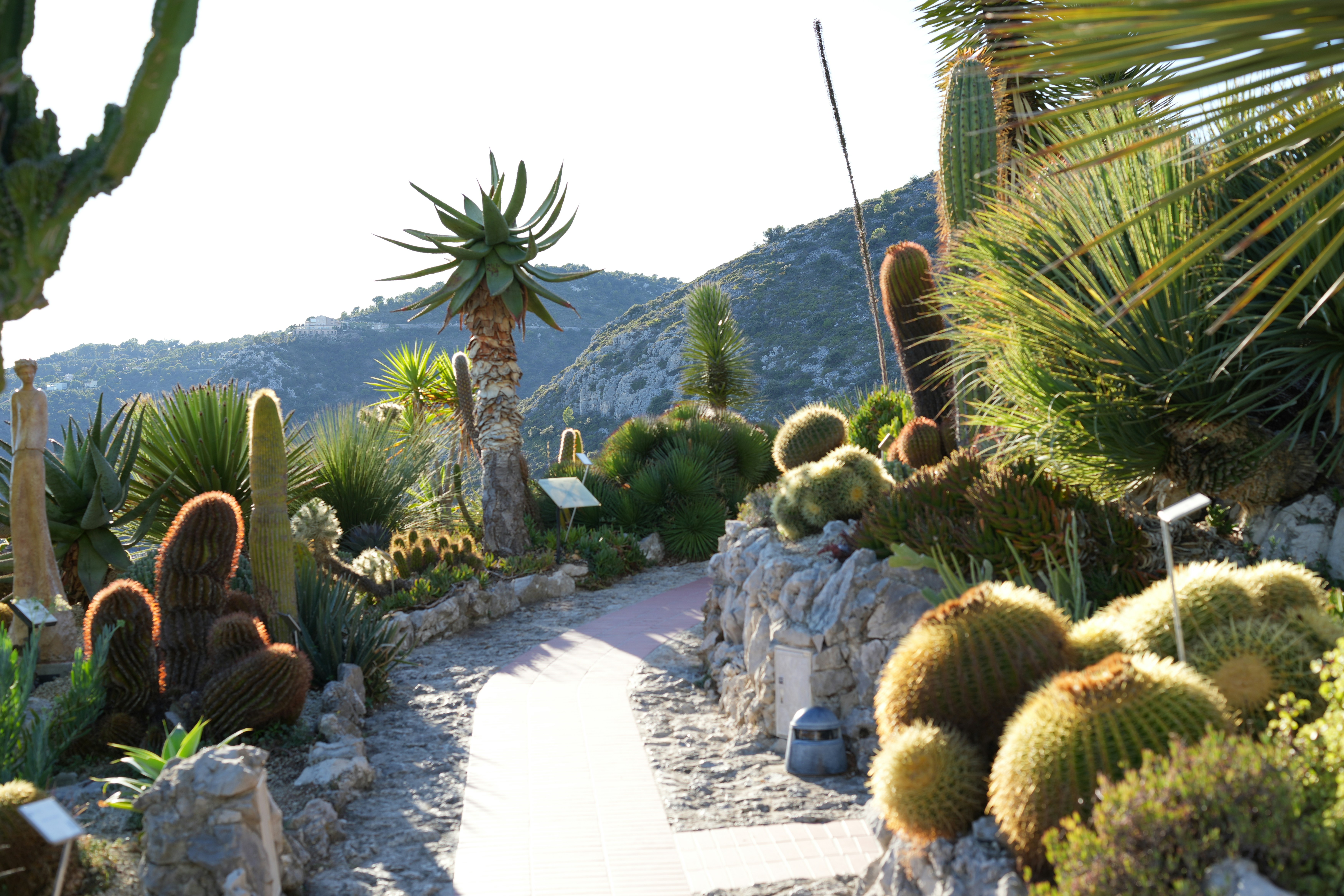 Desert-path Among Cacti: A Sunlit Alpine Garden Walk