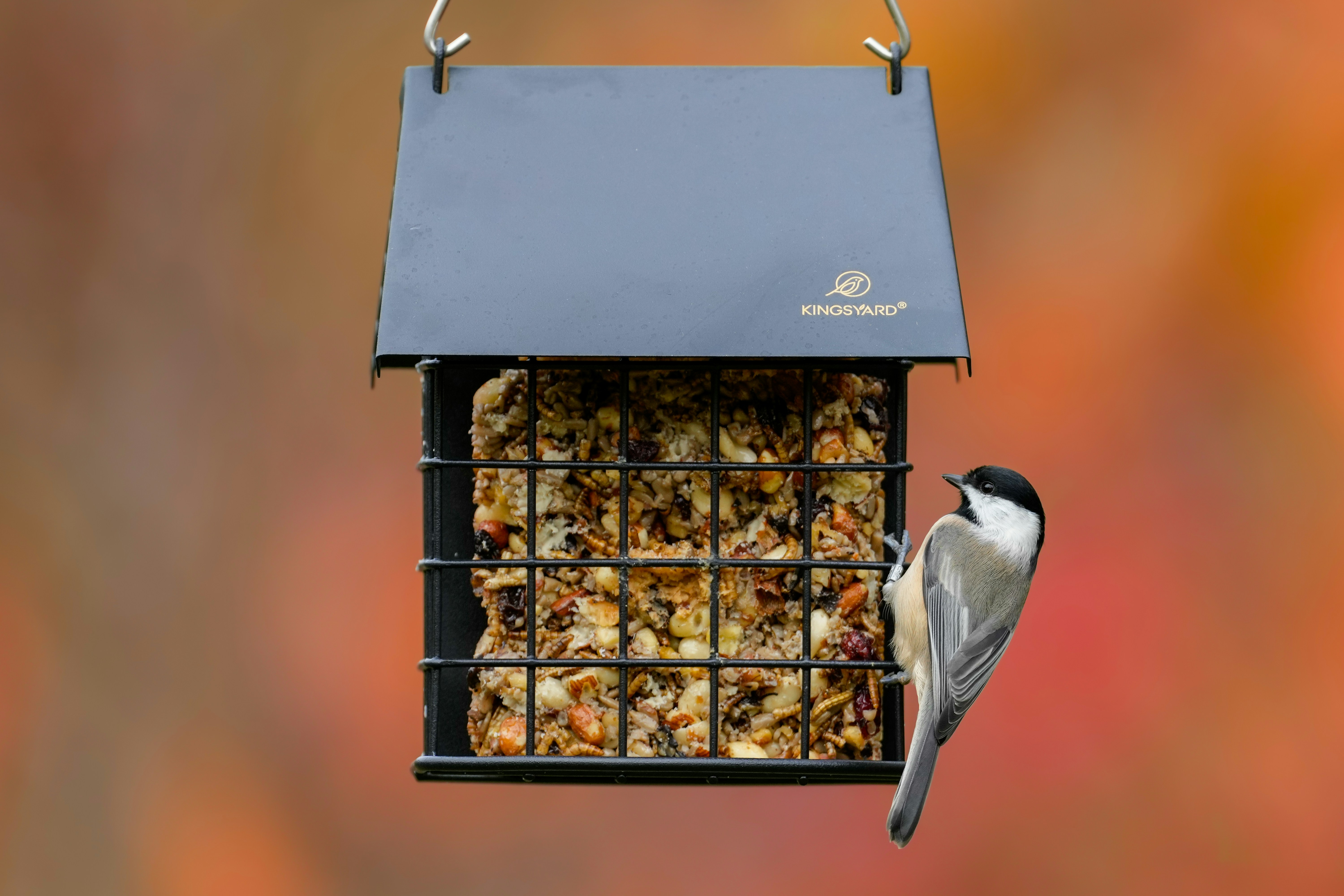 Feathered Forager at the Feast