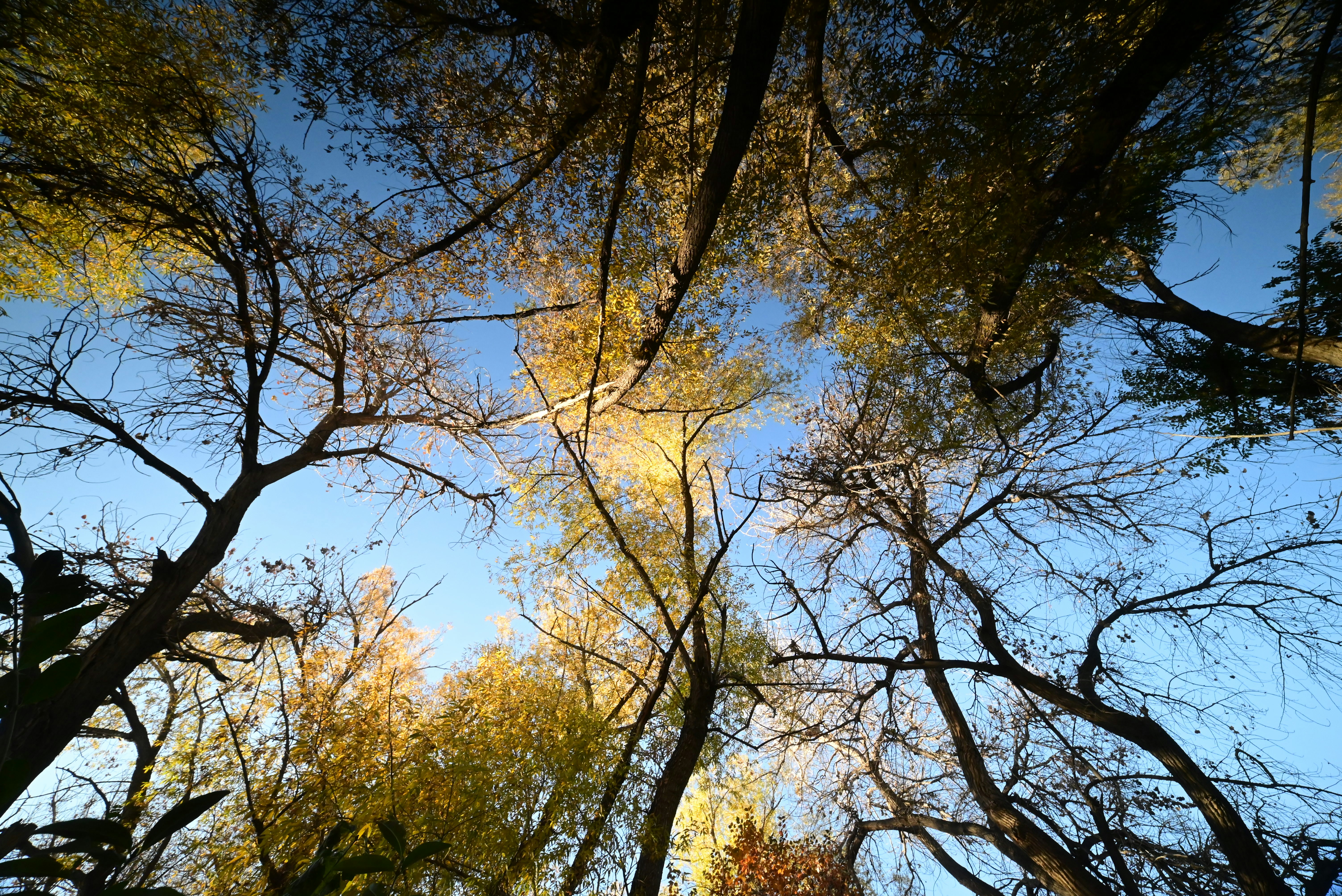 Whispers of Autumn: A Canopy of Color