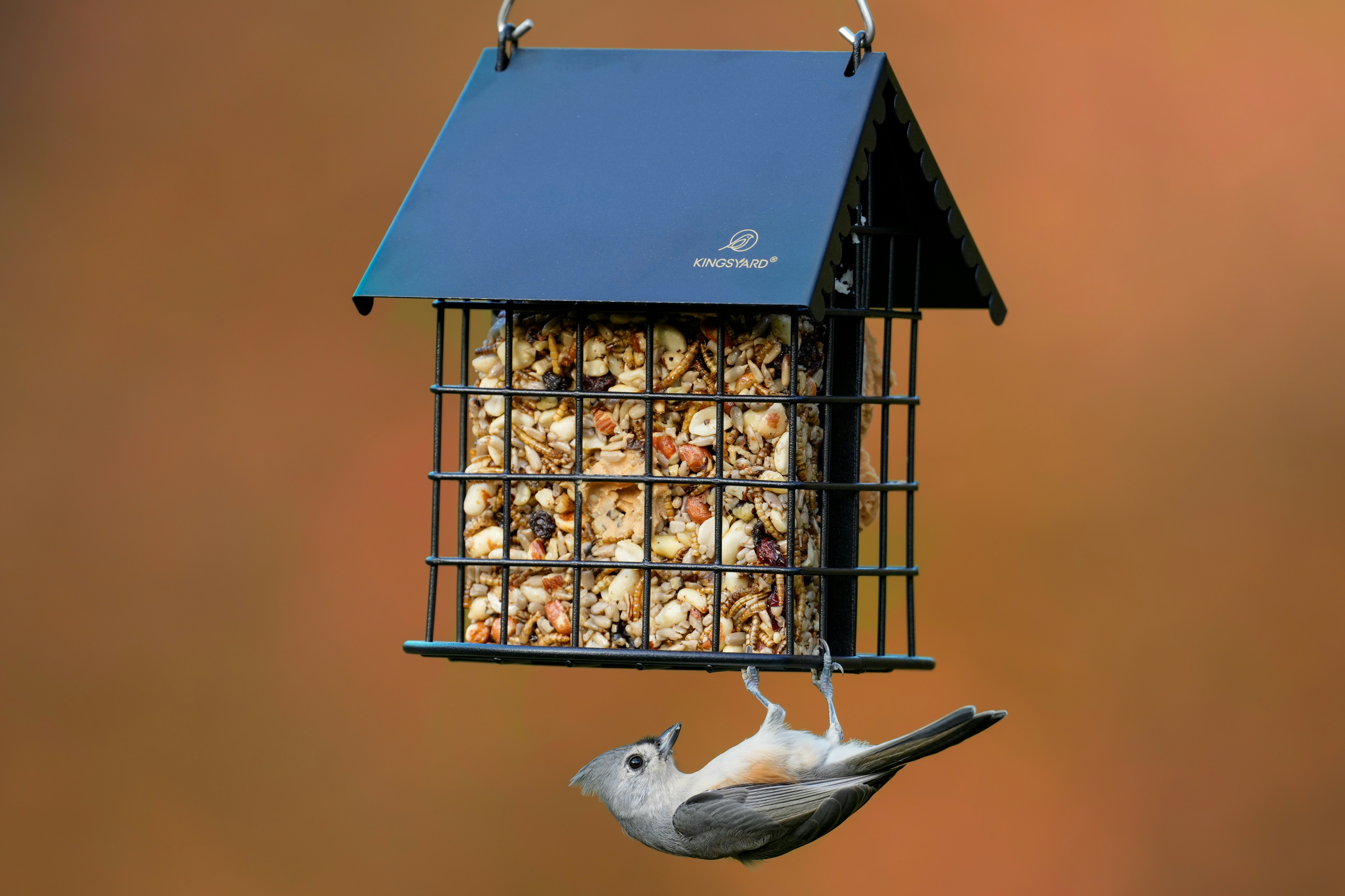 Tufted titmouse hanging from a bird feeder filled with seeds, set against a softly blurred autumn background.
