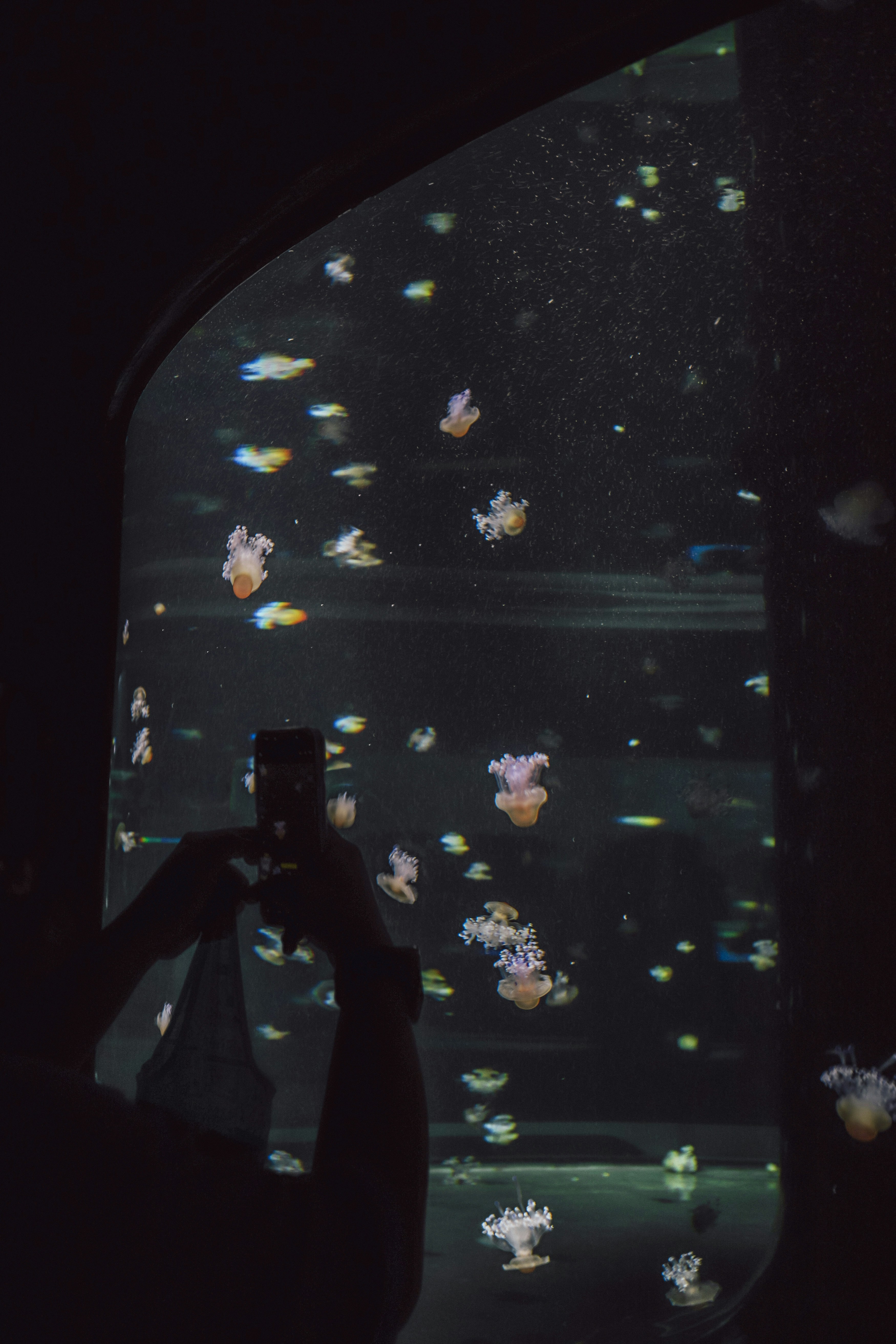 Ethereal Dance of Jellyfish in Aquatic Serenity