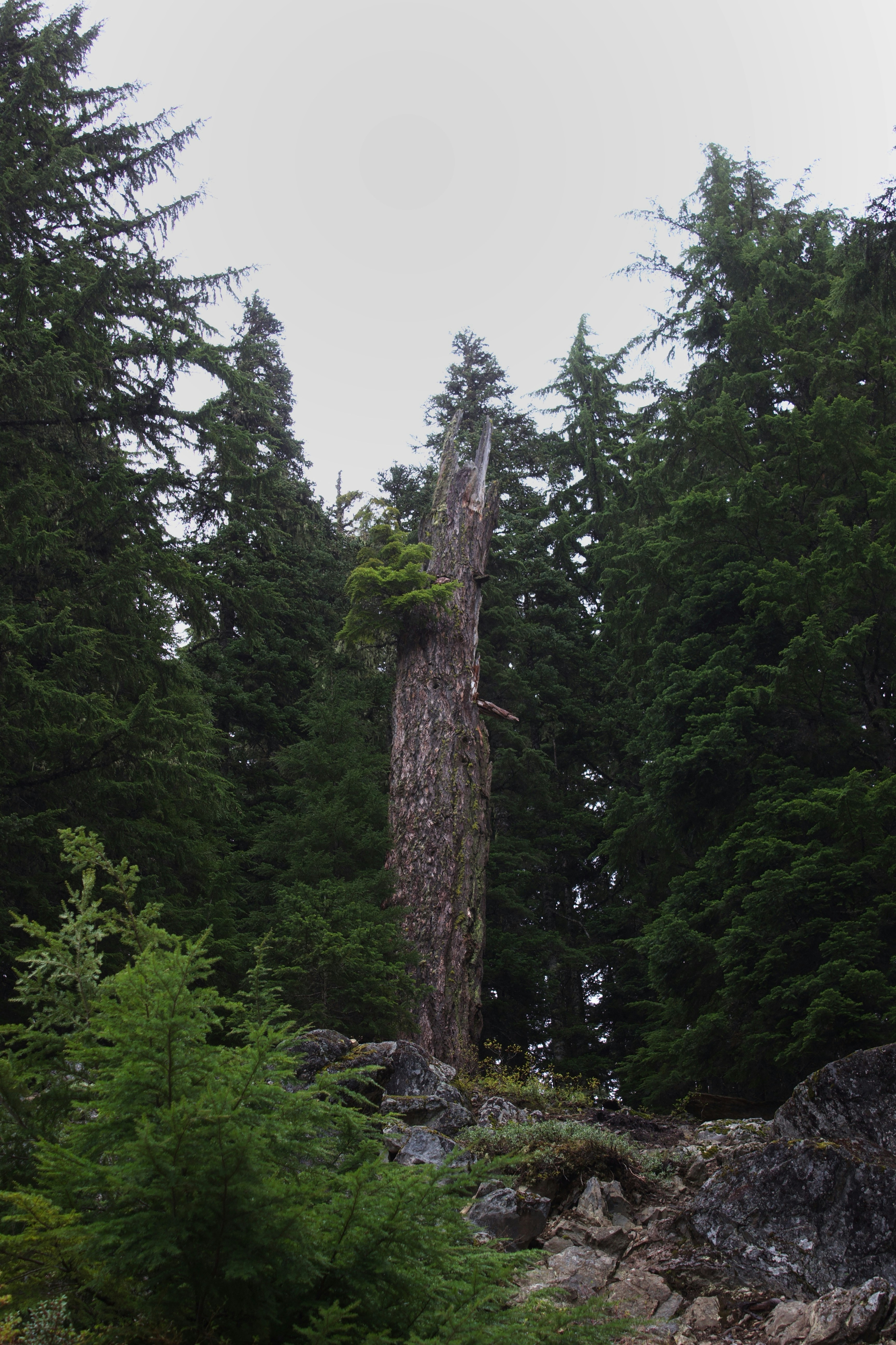 Nature's Resilience: The Standing Sentinel