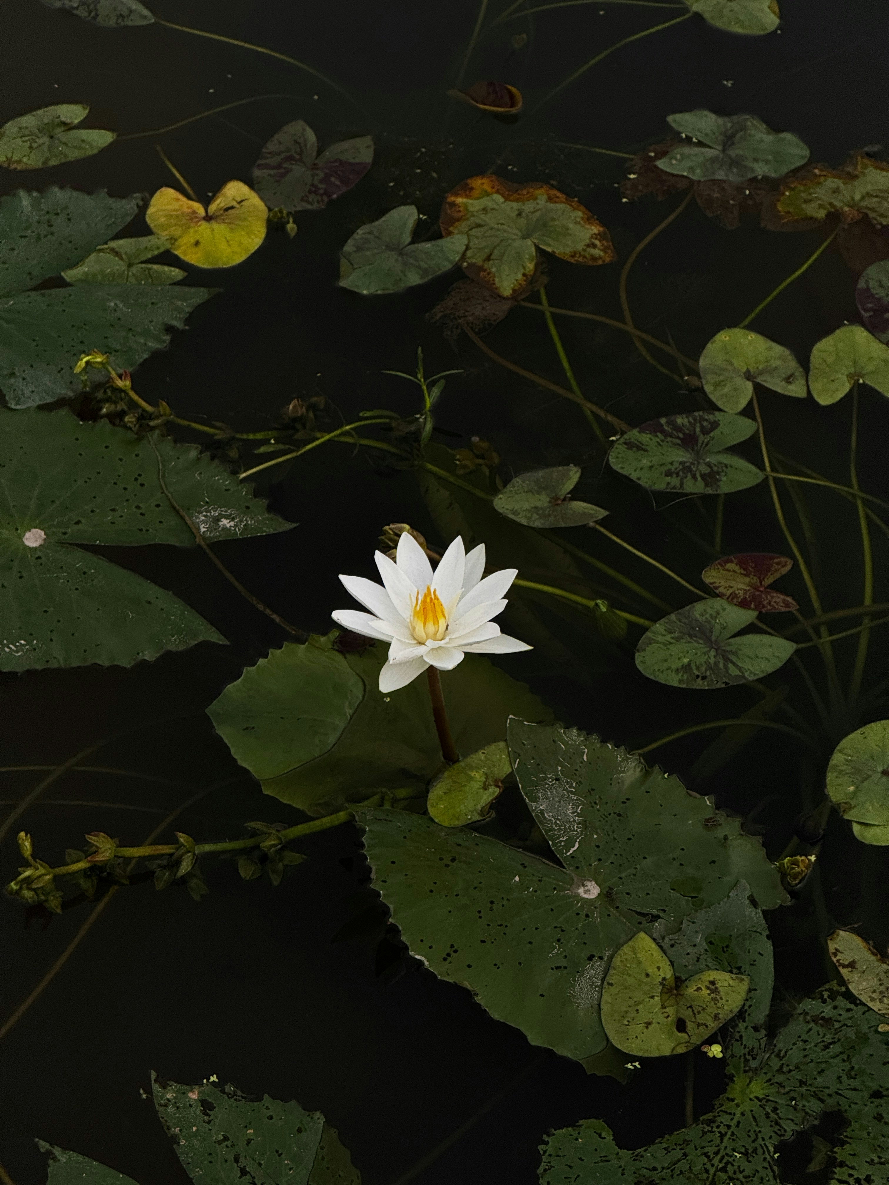 White water lily blooms gracefully atop dark waters, surrounded by lush green lily pads. The tranquil scene invites contemplation.