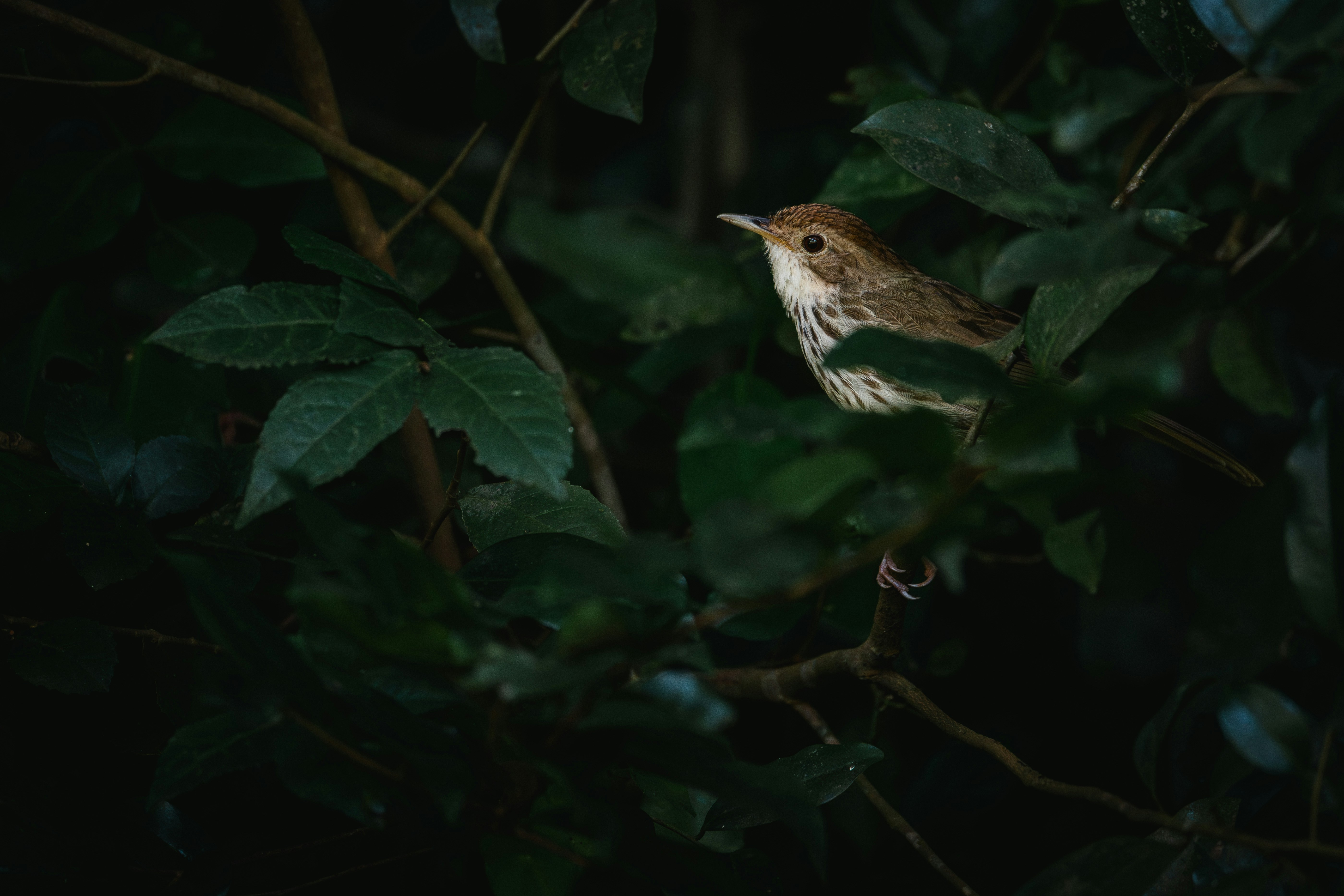 Whispers of the Forest: A Bird's Solitude