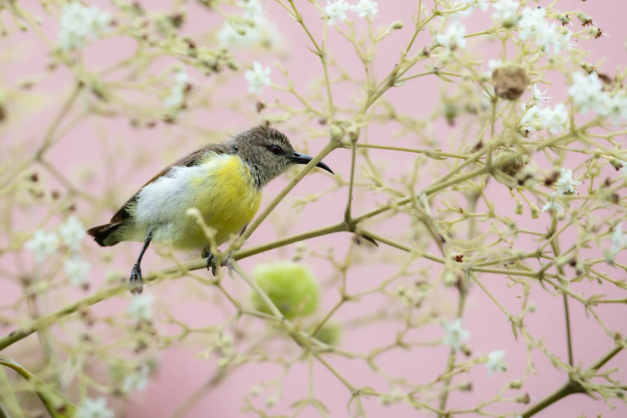 A small yellow-and-white bird perched among delicate white blossoms against a soft pink background. The bird faces right, framed by thin branching stems.