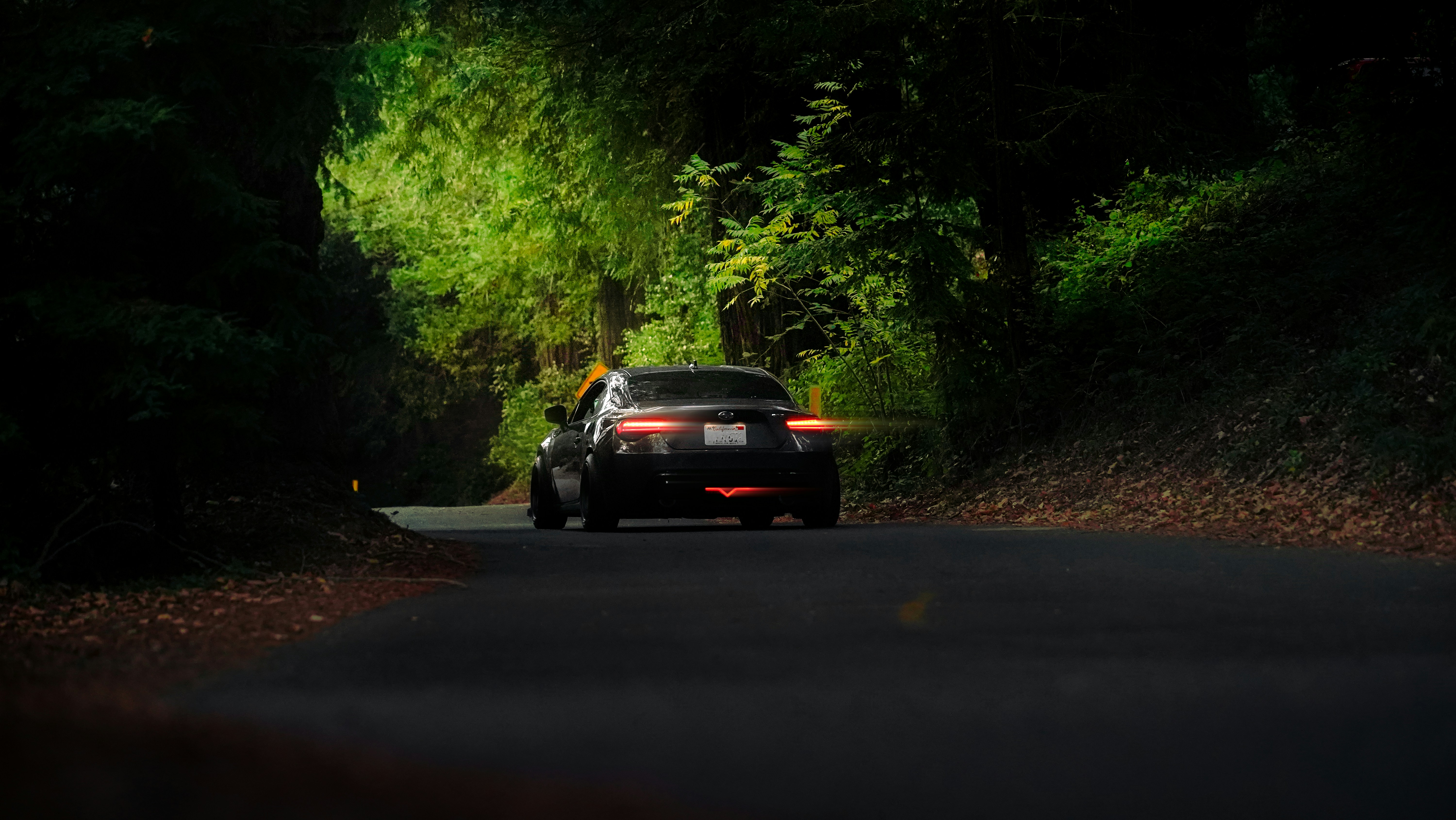Whispers of the Forest Road