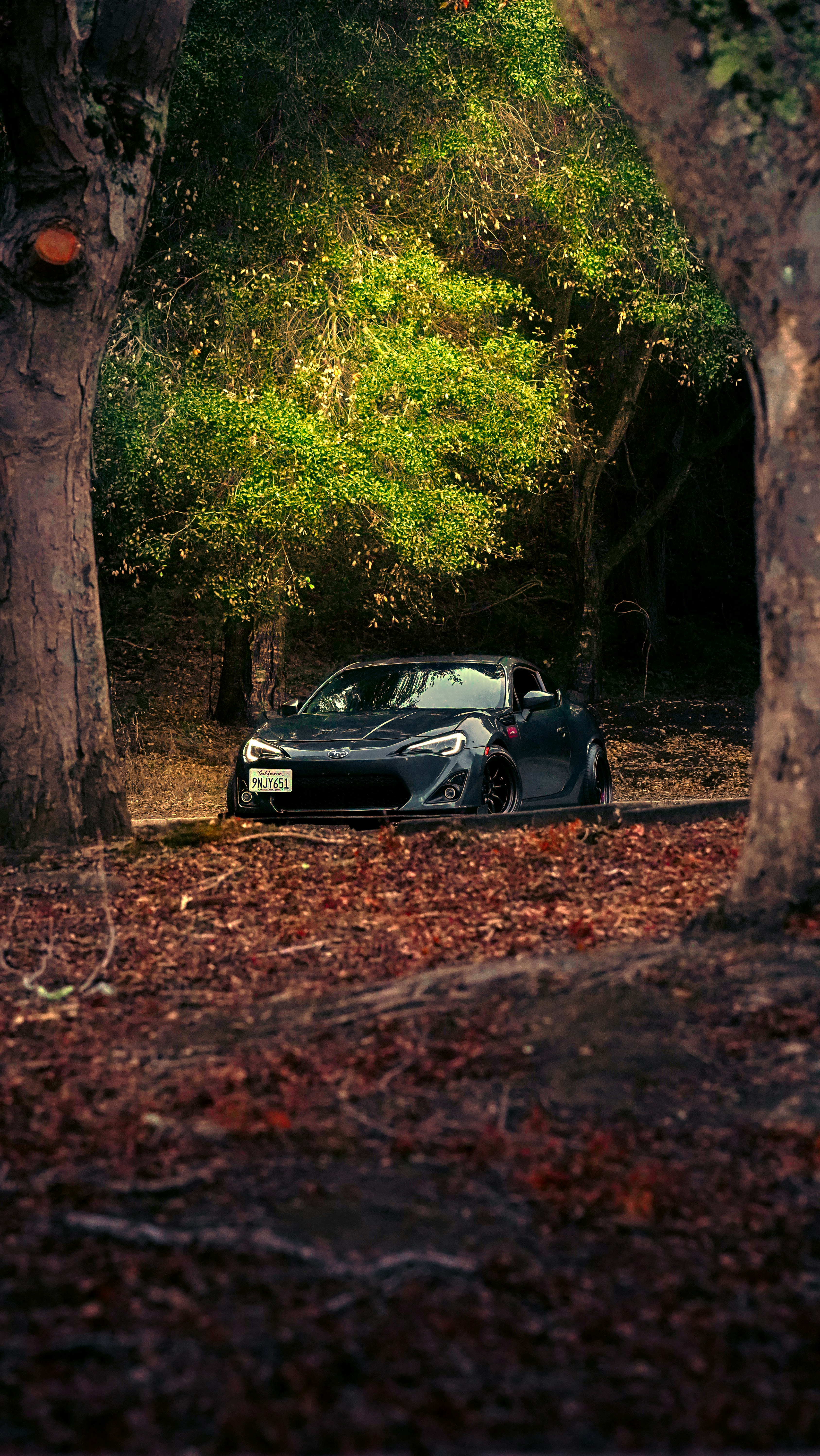 Blue sports car framed by a sunlit forest tunnel