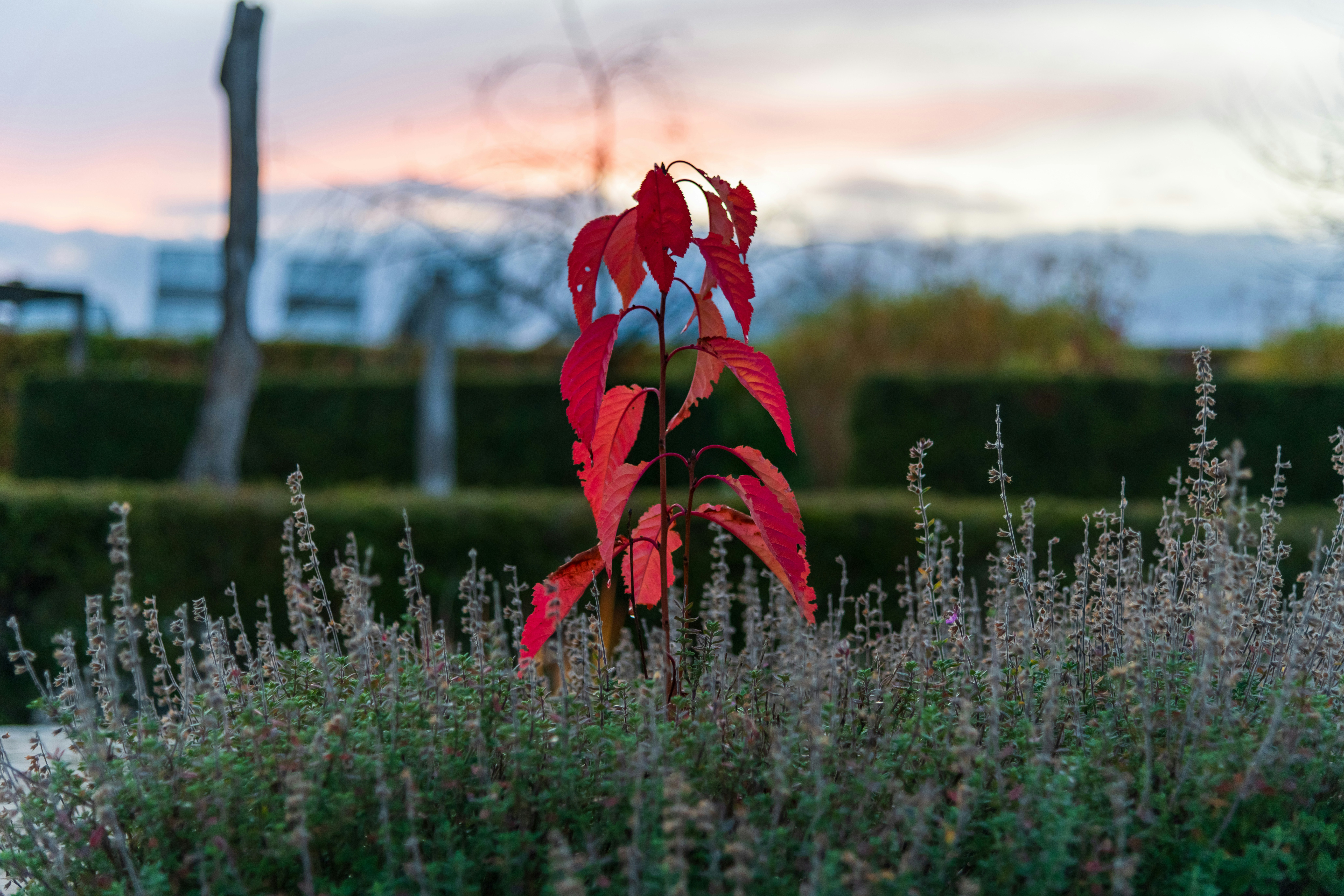 Crimson Leaves Against a Softening Sky