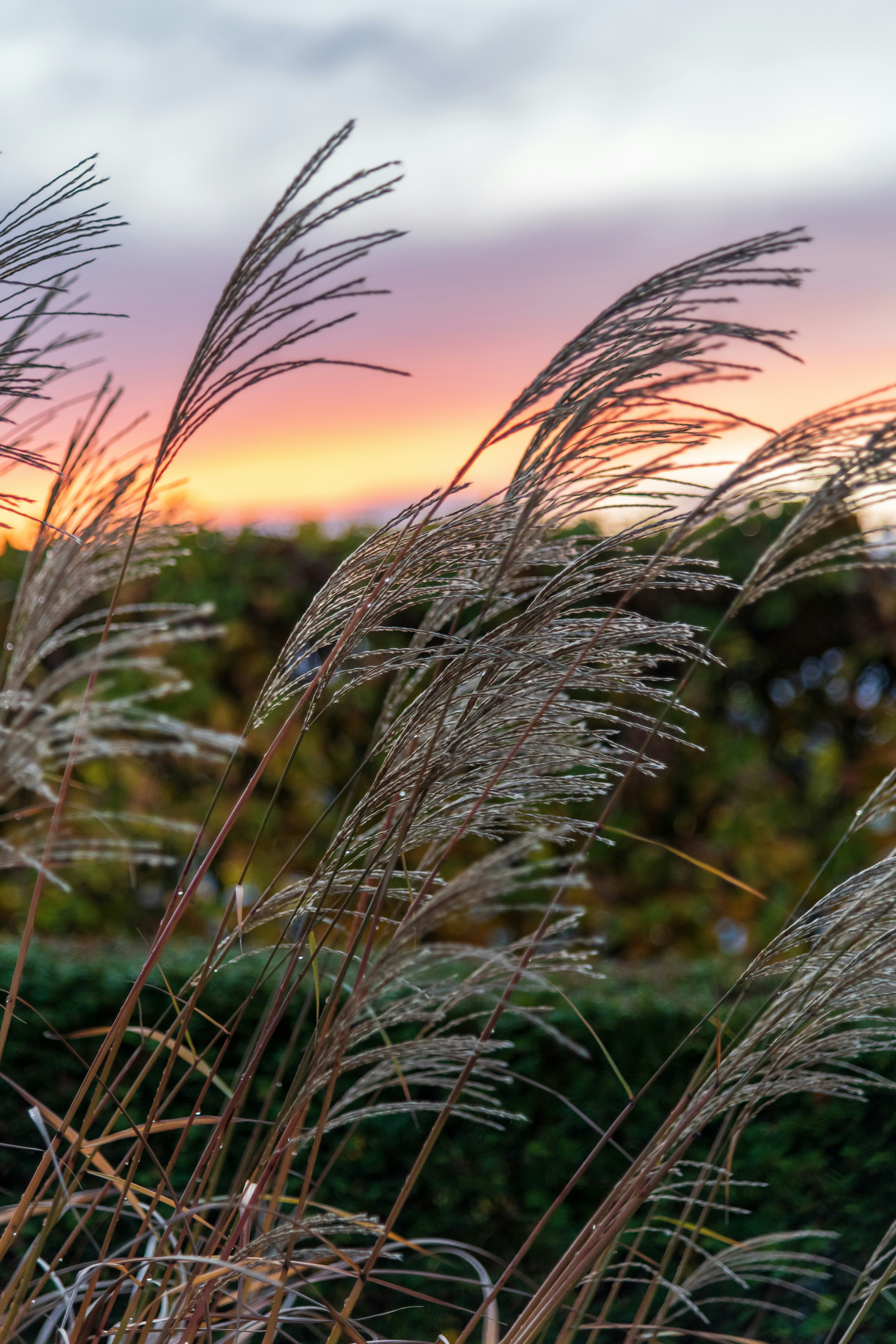 Whispers of the Evening Breeze