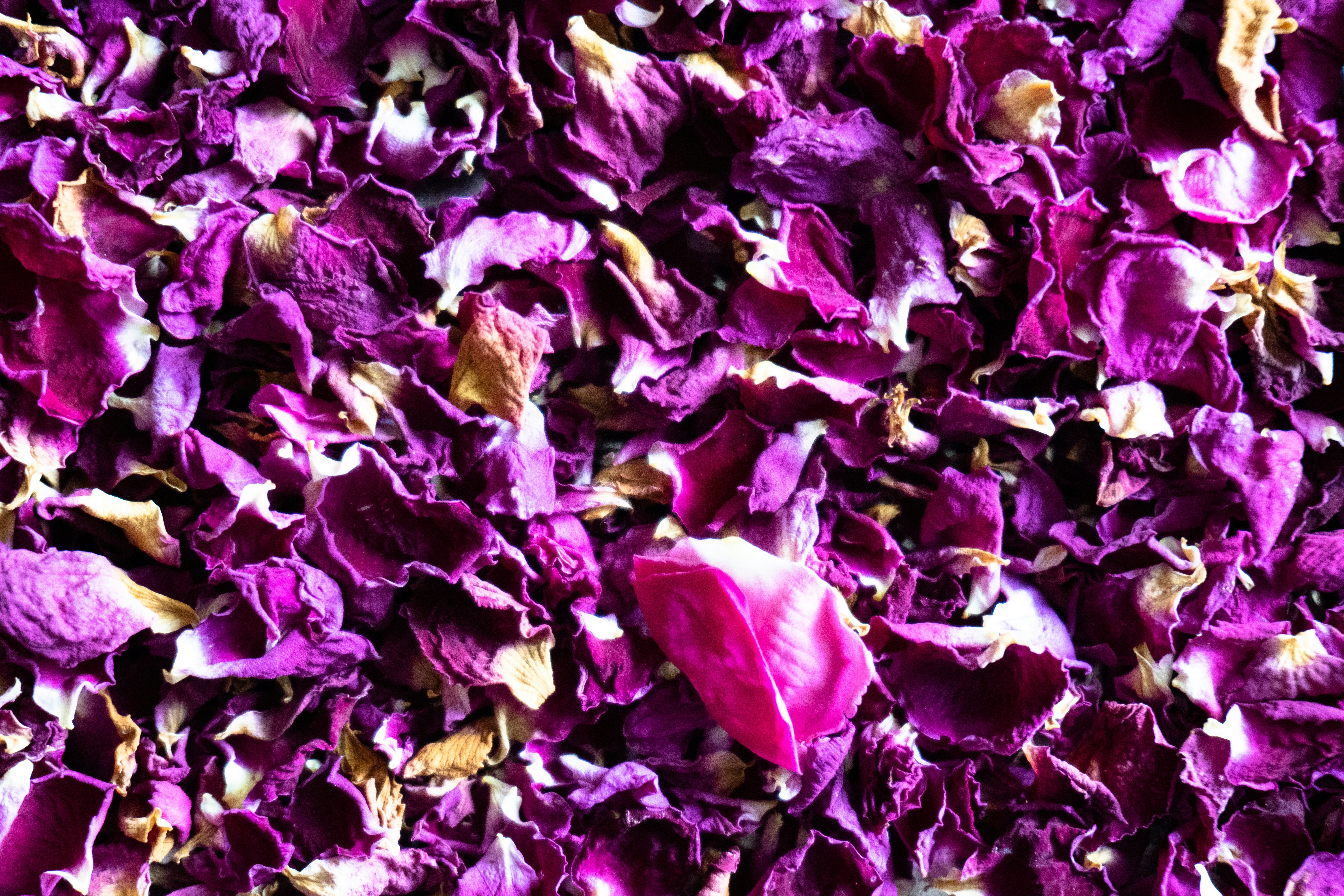 Dried Rose Petals Pictures | Download Free Images on Unsplash