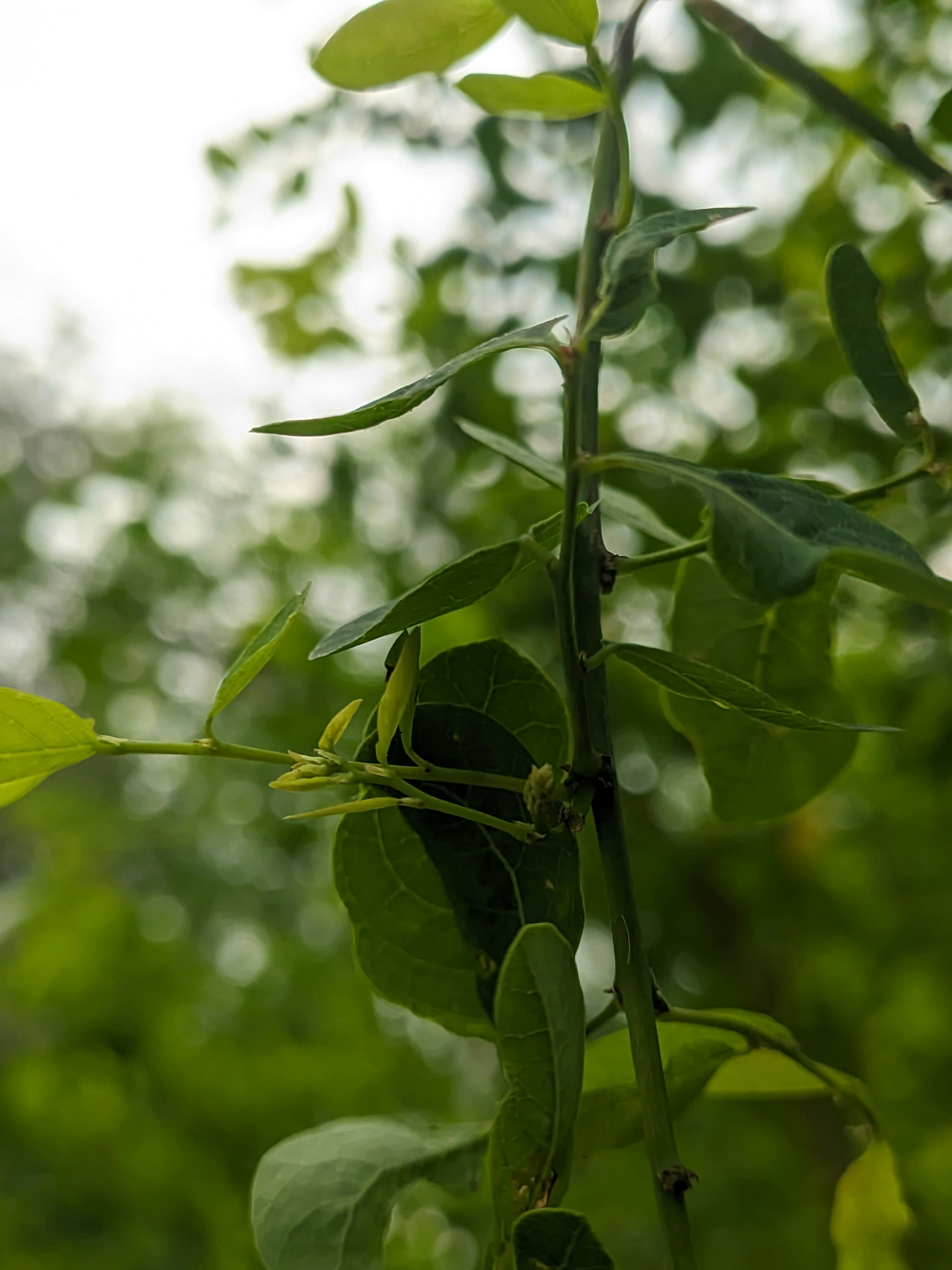 Close-up of green leaves intertwined with delicate branches, showcasing the complexity of nature's design.