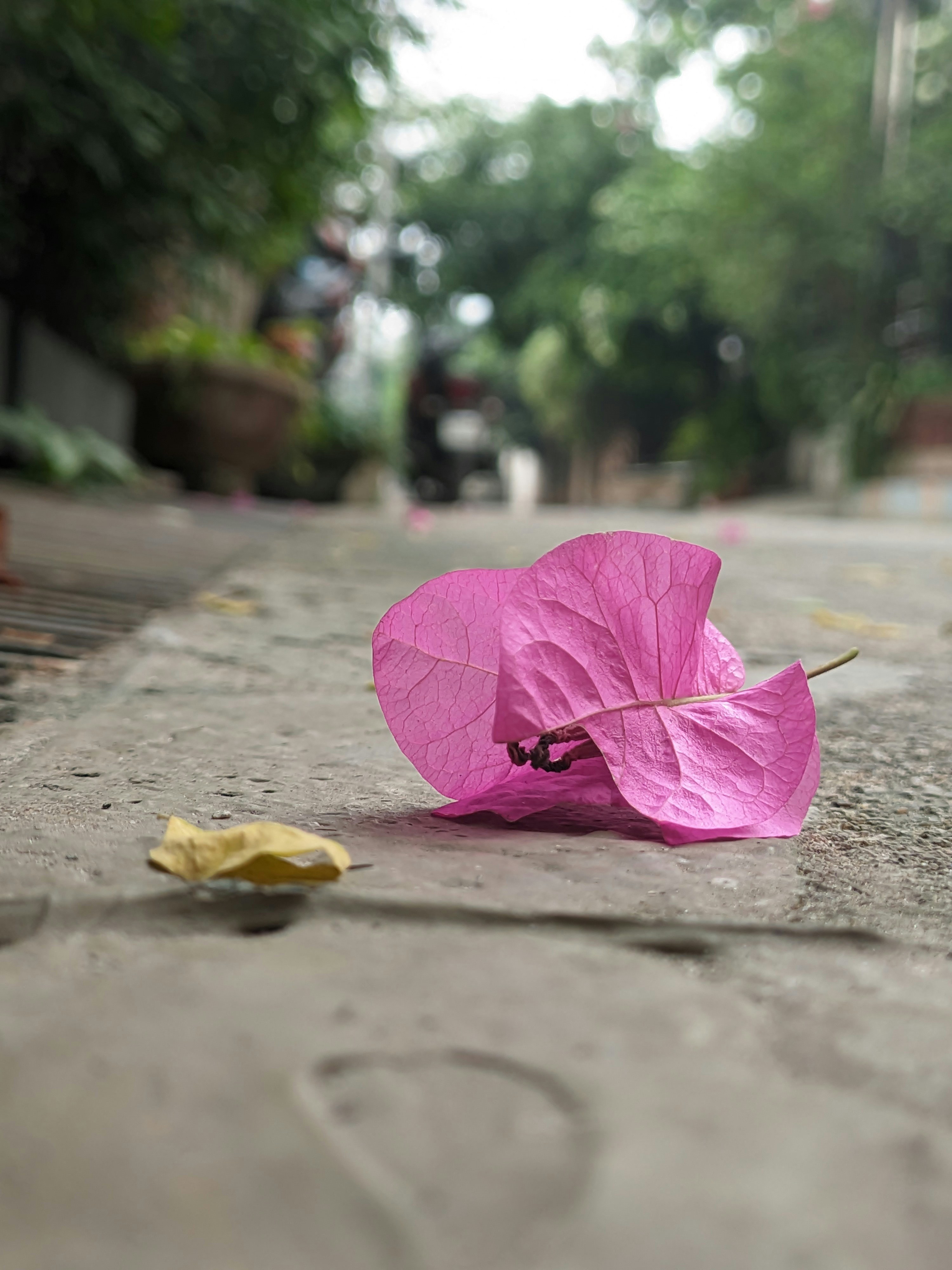 Bougainvillea petals scattered on a textured pavement, highlighting the delicate beauty of nature amidst urban surroundings.