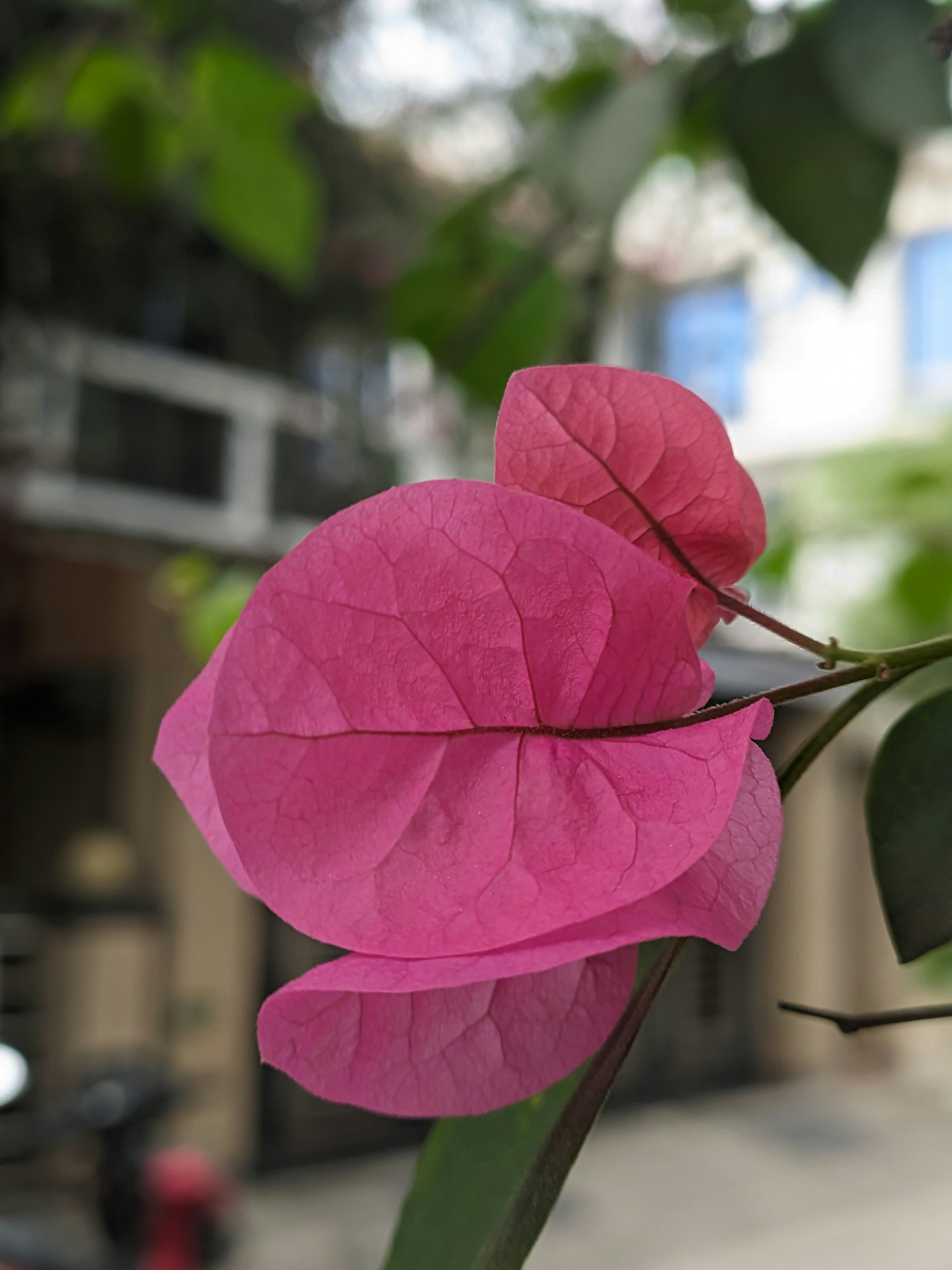 Vibrant pink bougainvillea leaves basking in soft daylight, with a blurred urban backdrop enhancing their natural beauty.