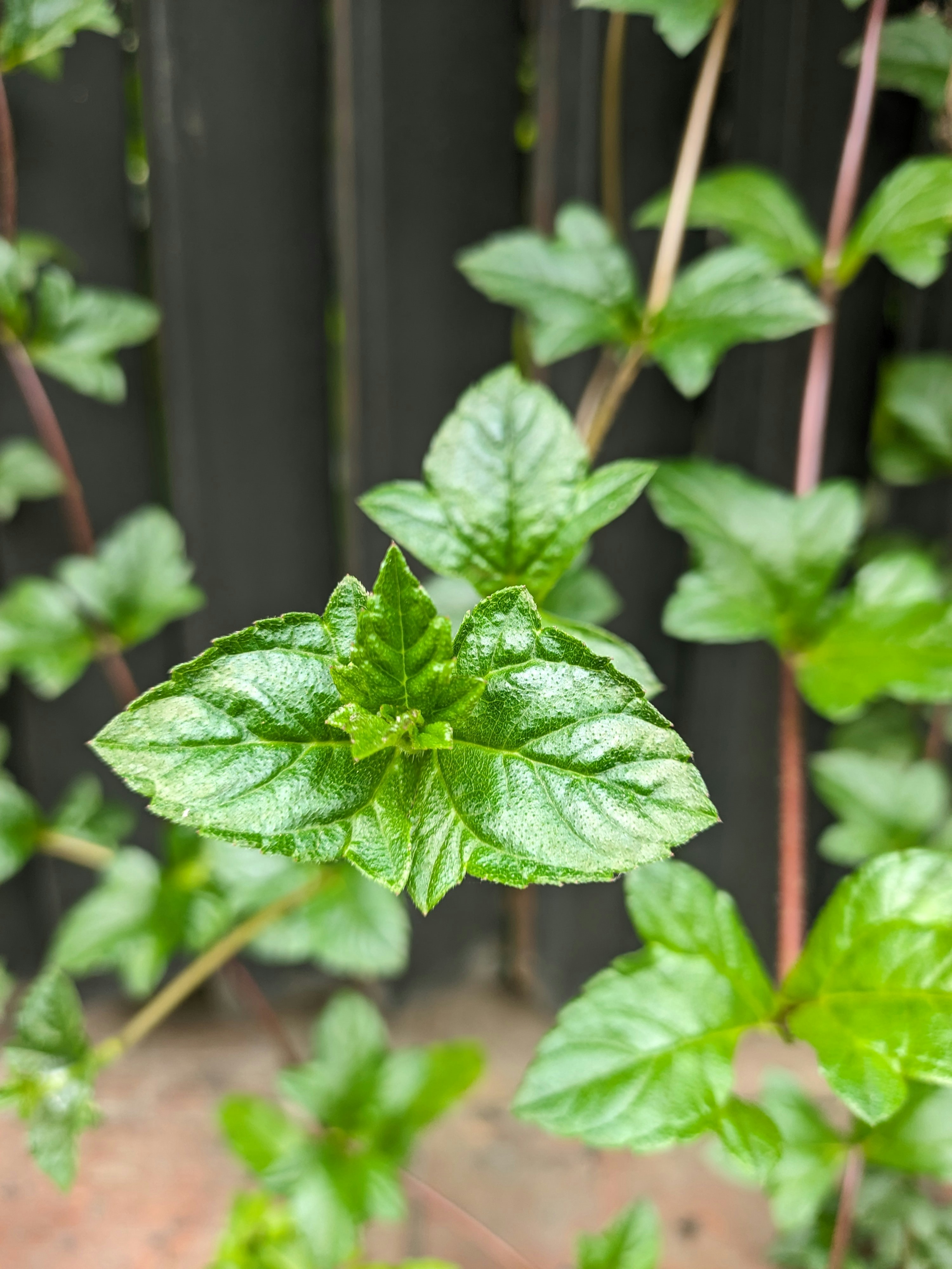 Close-up of vibrant mint leaves, showcasing their intricate textures and rich green hues against a dark background.
