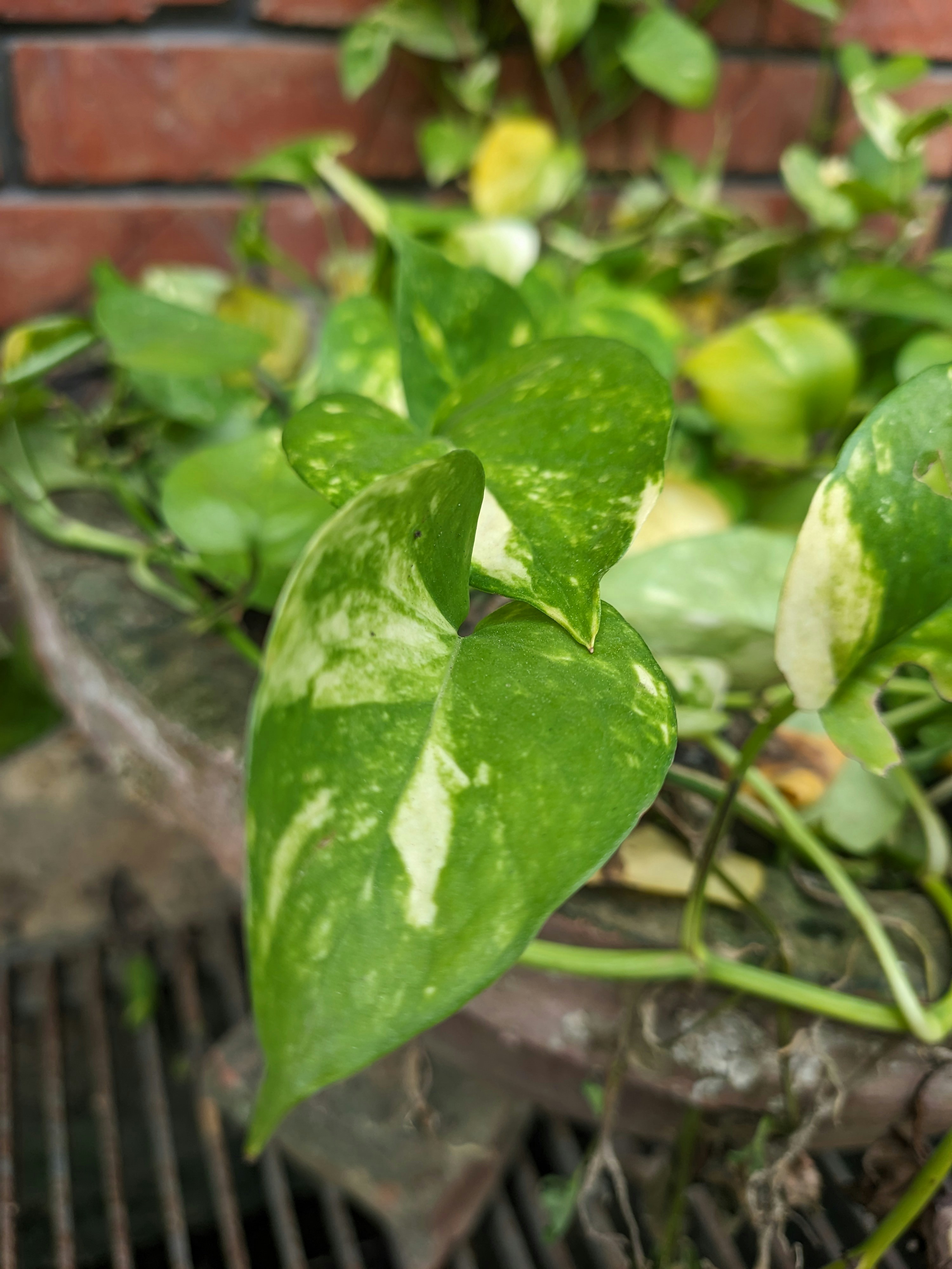 Close-up of lush green pothos leaves showcasing intricate patterns and textures. The natural light accentuates their vibrant hues.