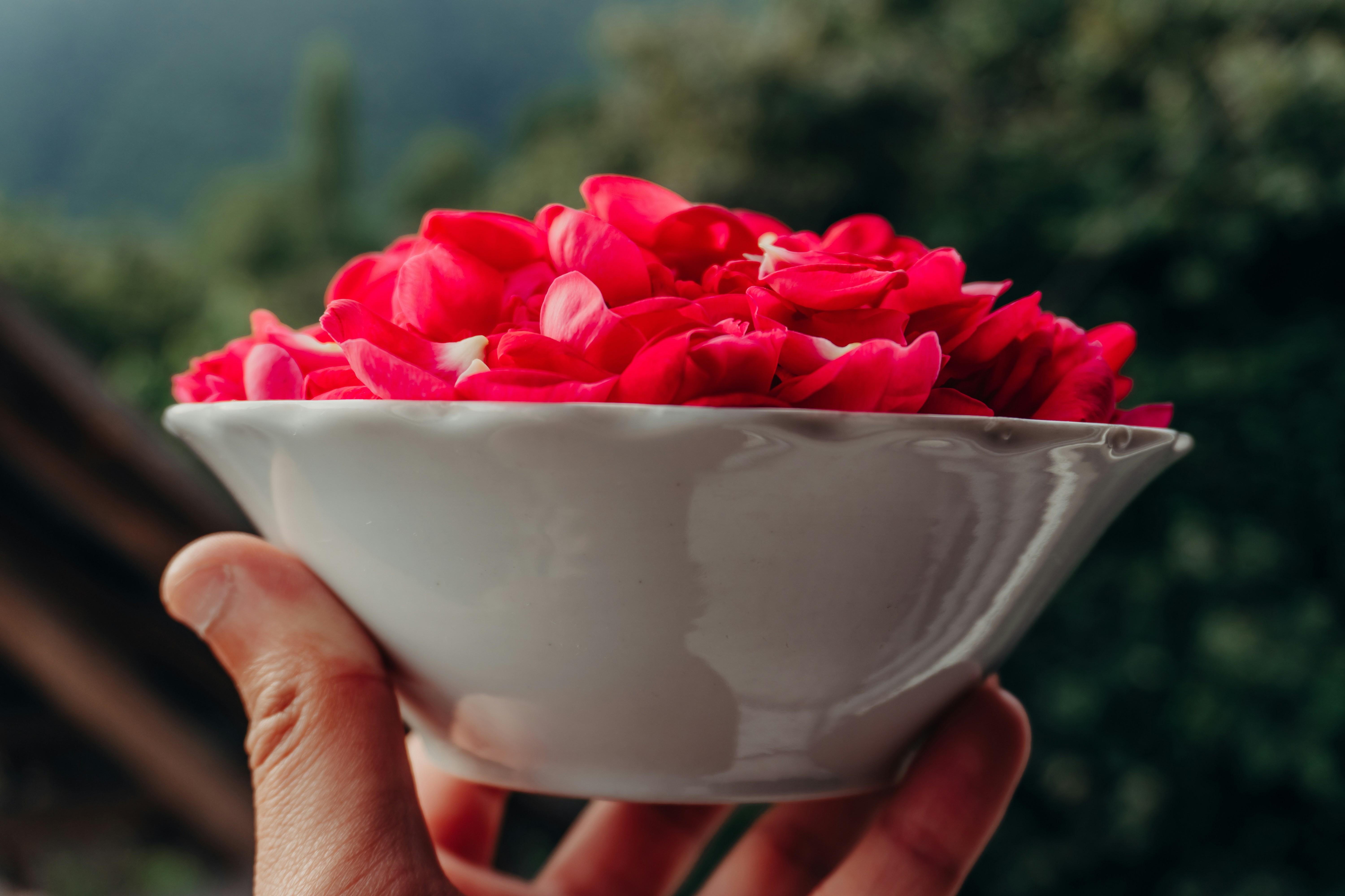 Crimson Petals Cradled in White: A Hand-Held Moment Against a Soft Green Backdrop