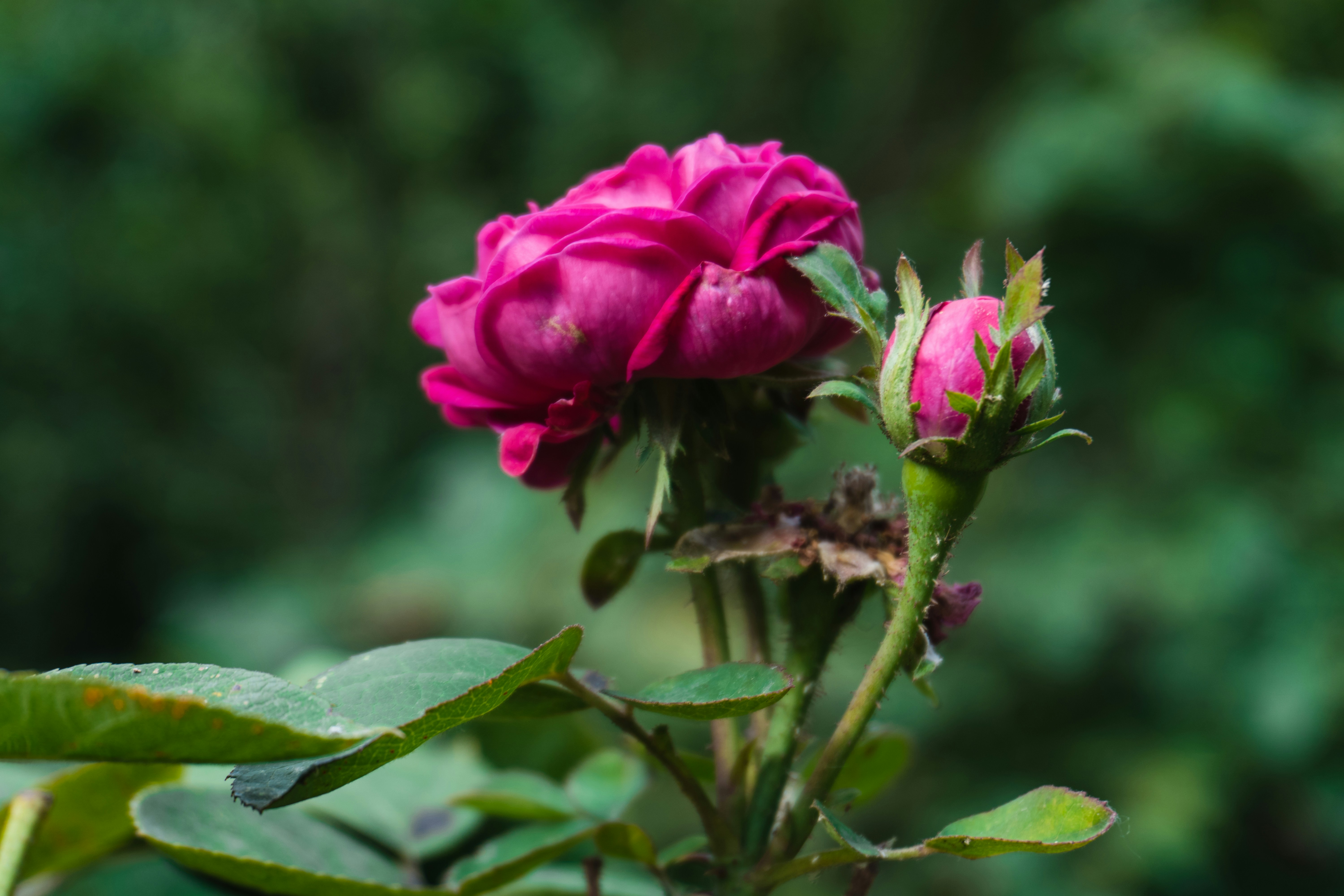 Vibrant pink roses in various stages of bloom surrounded by lush green foliage.