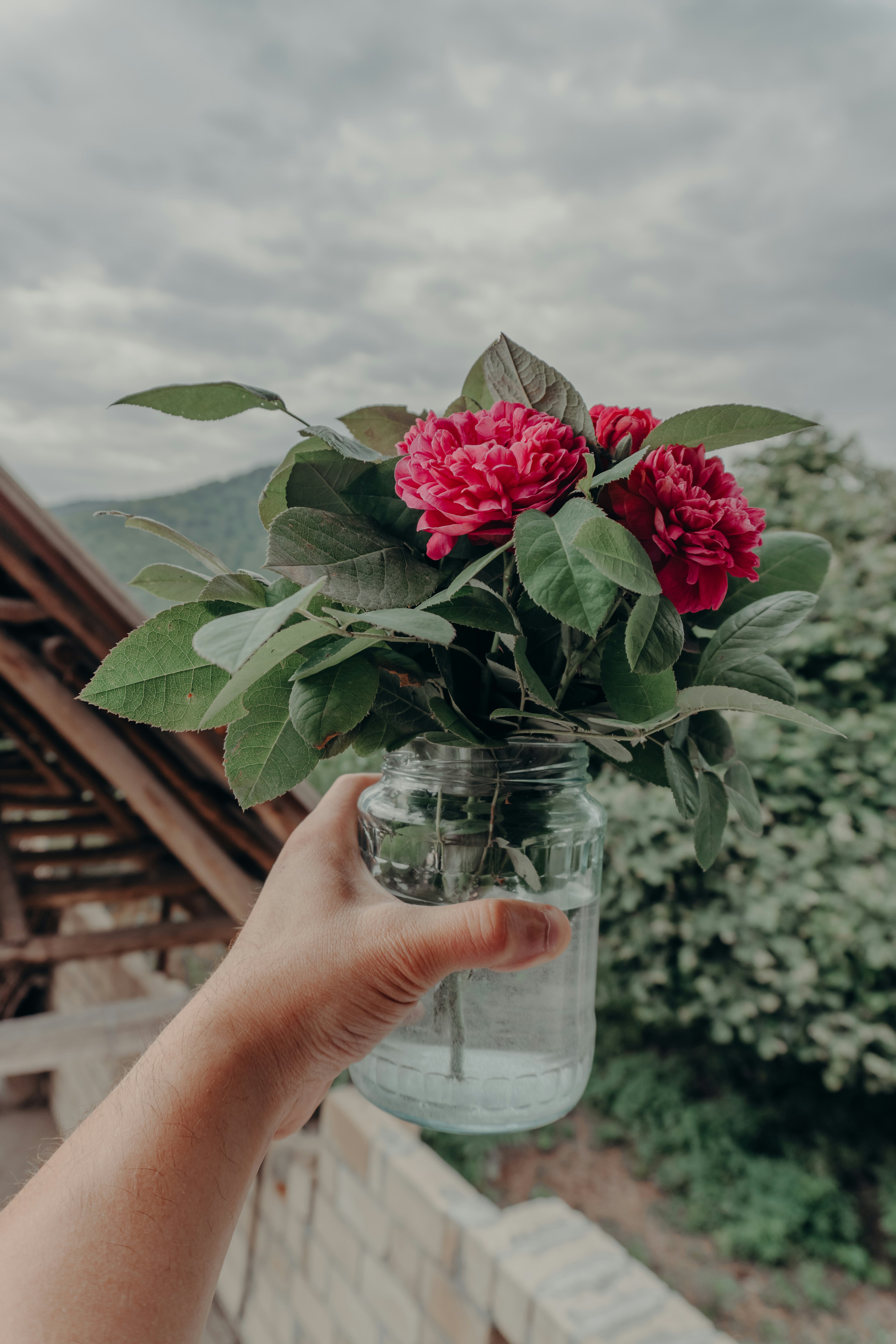 Crimson Camellias in a Mason Jar: A Quiet Balcony Bouquet