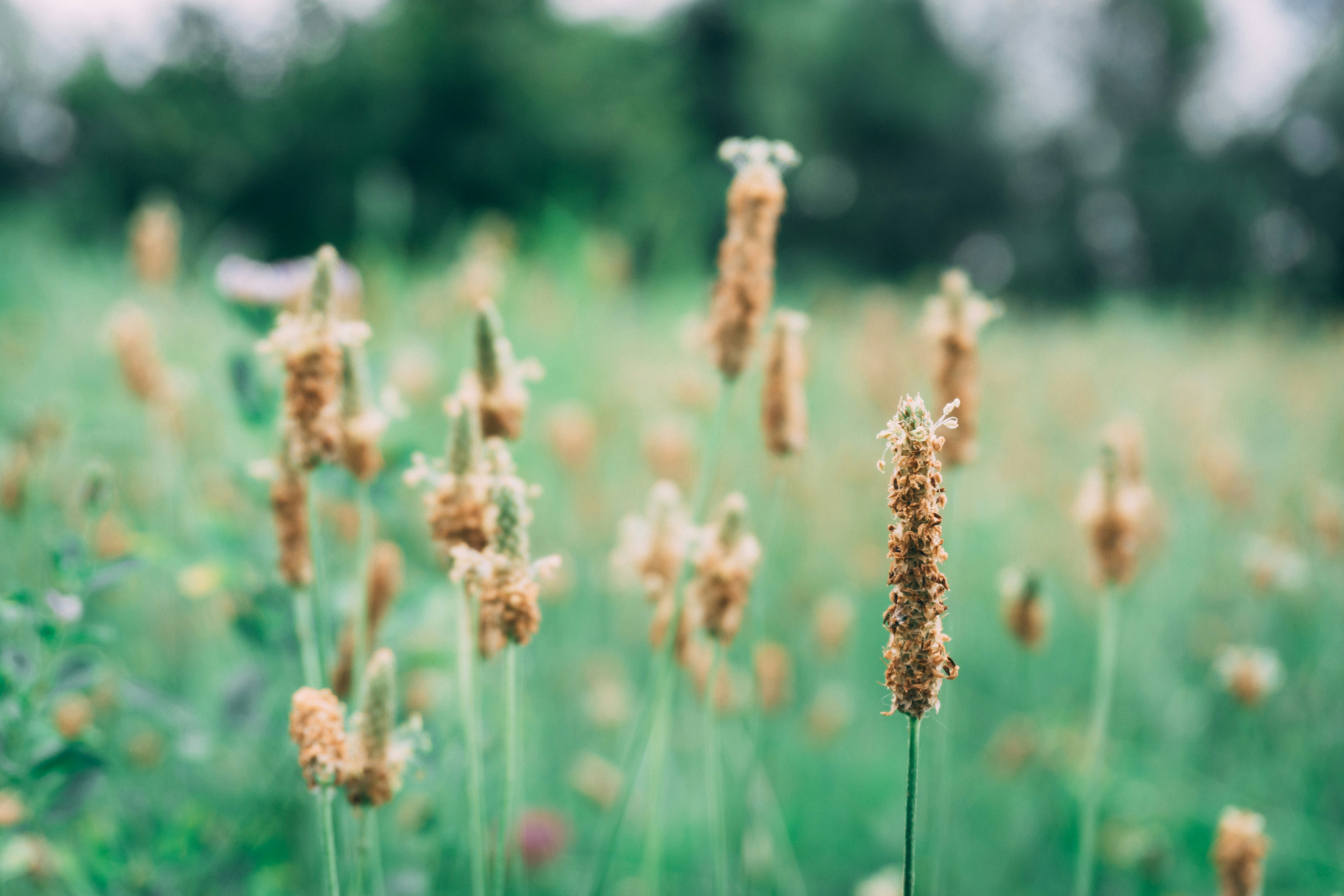 Tall wildflowers stand gracefully in a lush green meadow, their golden hues contrasting with the vibrant backdrop. The scene evokes a sense of tranquility and natural beauty.