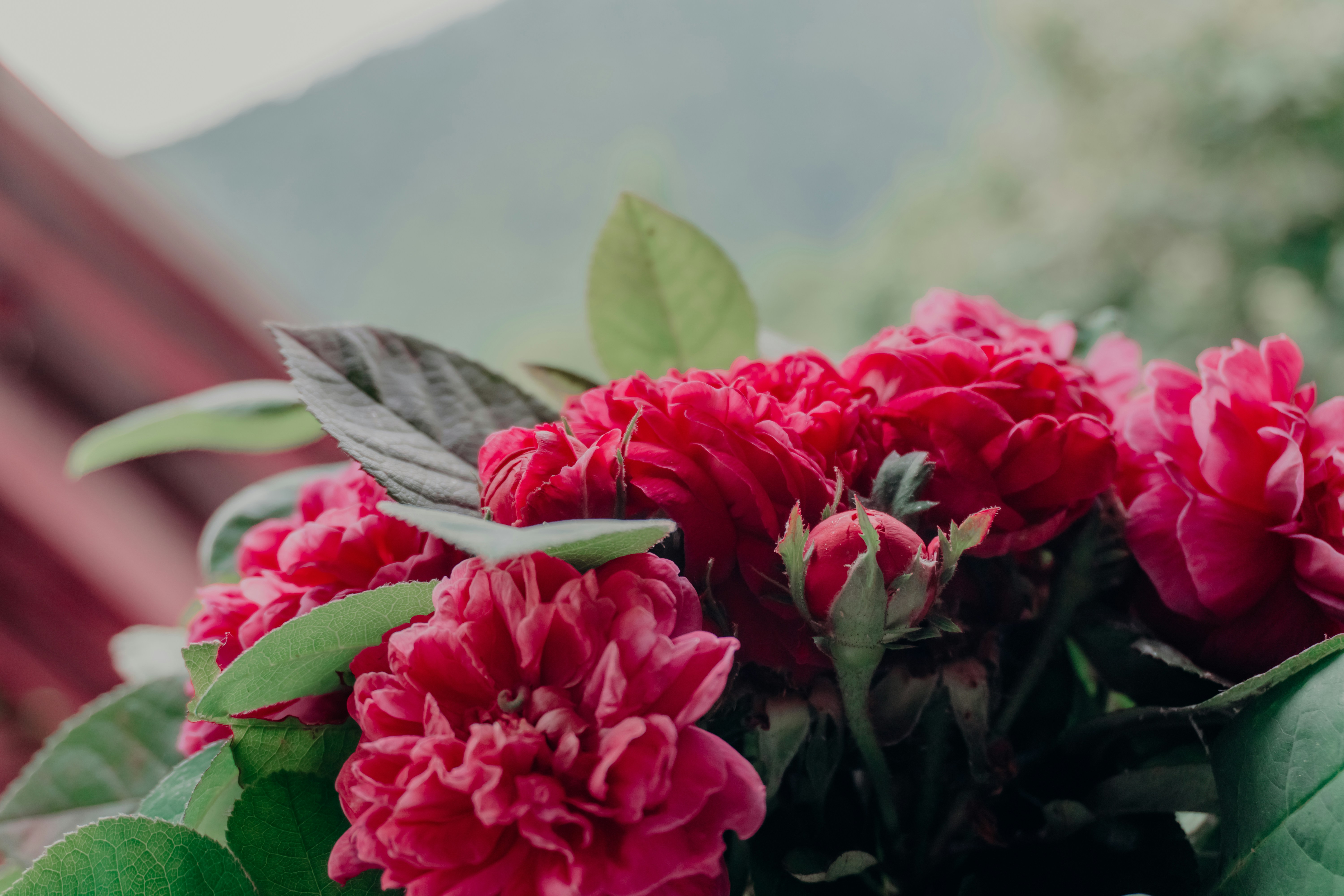 Crimson Blooms in Soft Backdrop