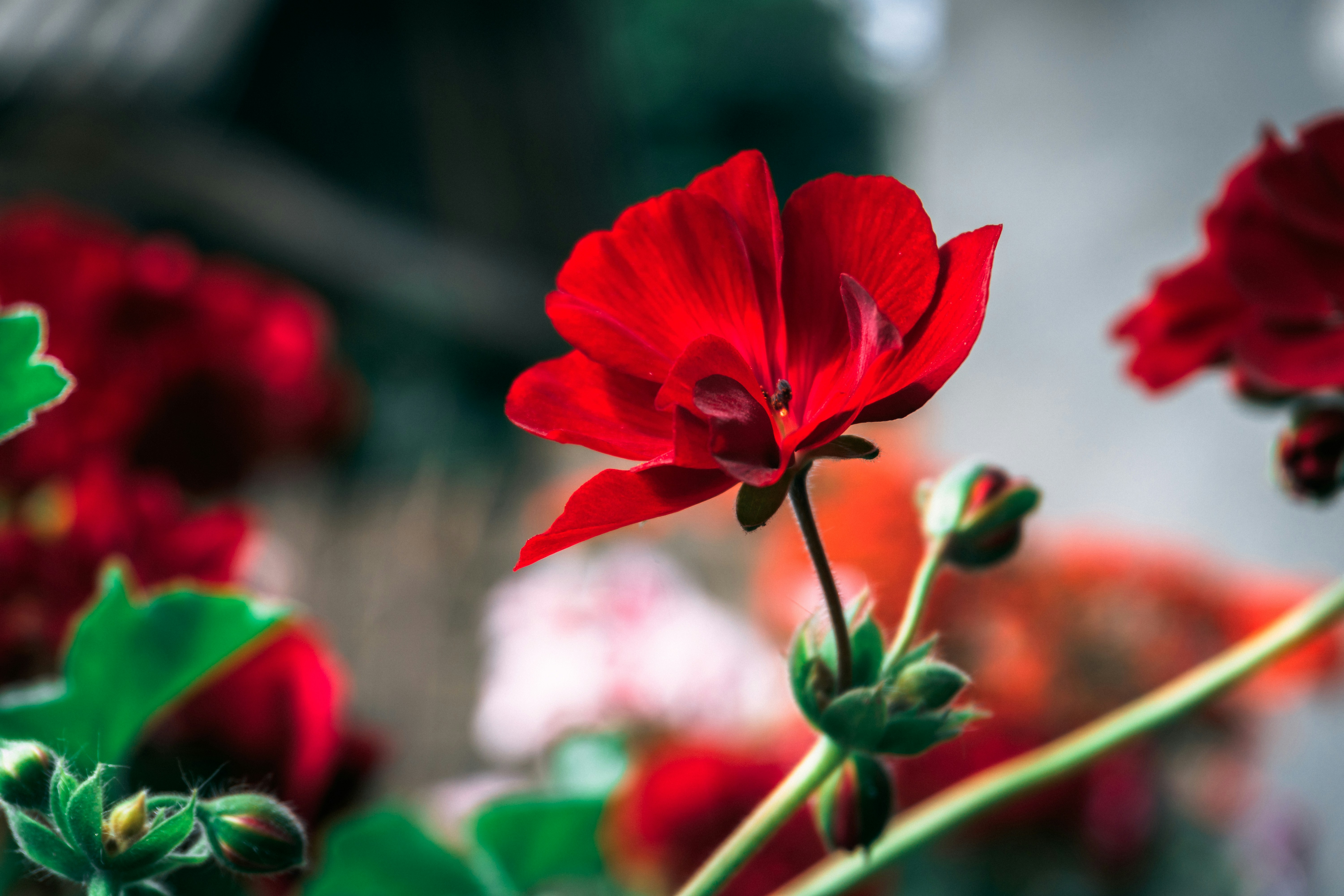 Photo by Zulfugar Karimov with Sony Alpha 6400