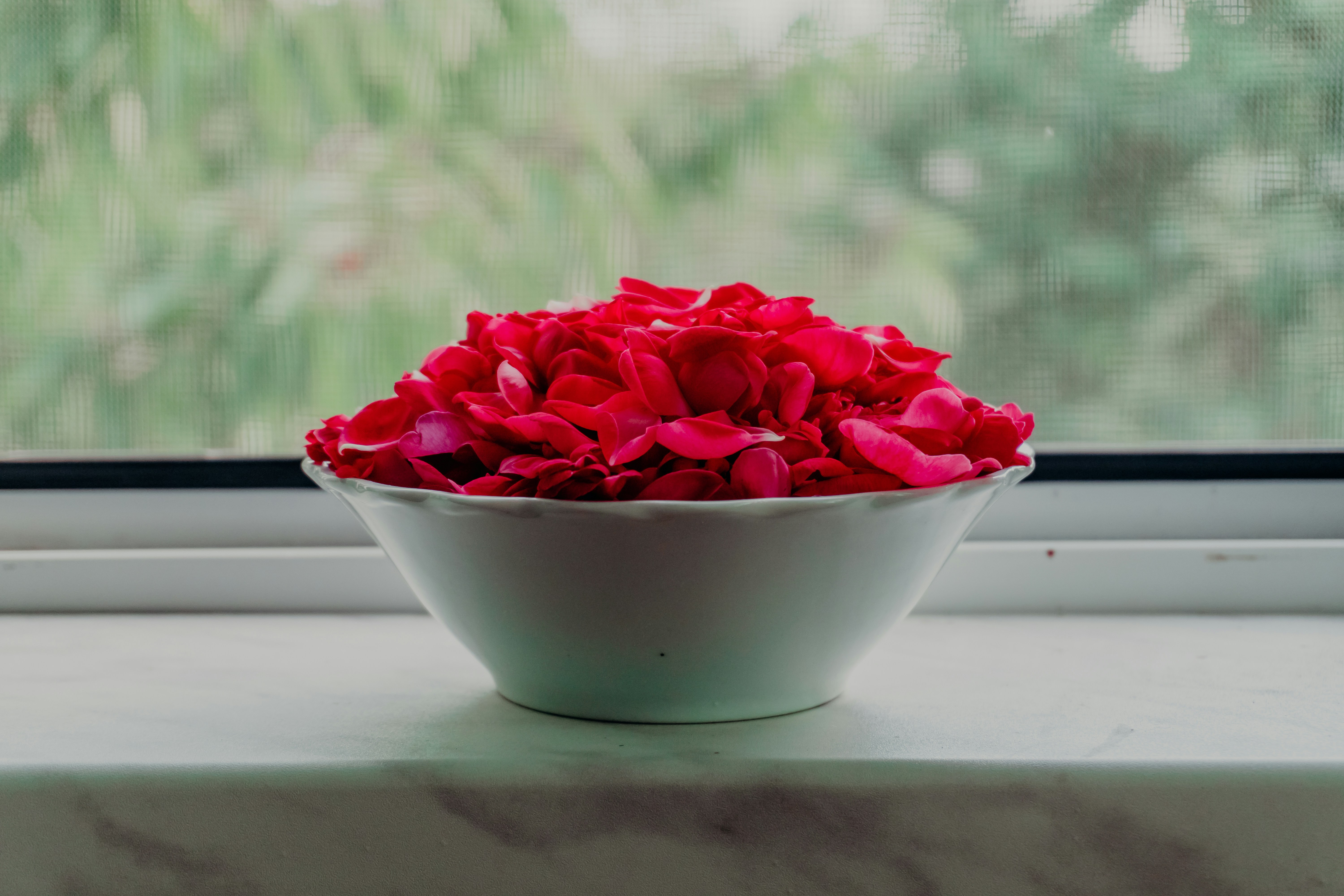 Crimson Bloom in a Quiet Windowsill