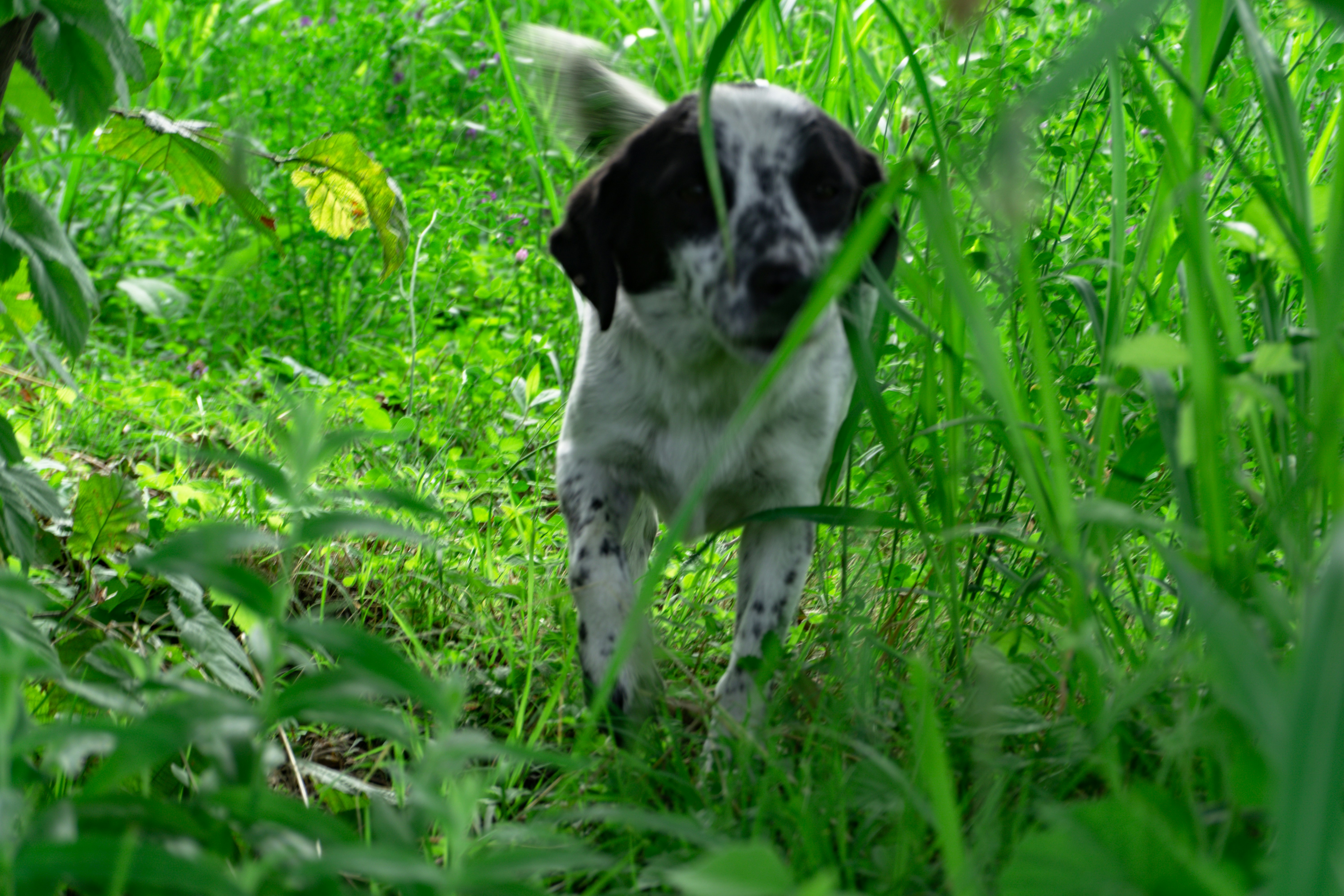 A dog navigates through lush greenery, its playful spirit evident as it moves through tall grass. The vibrant environment enhances the dog's joyful exploration.