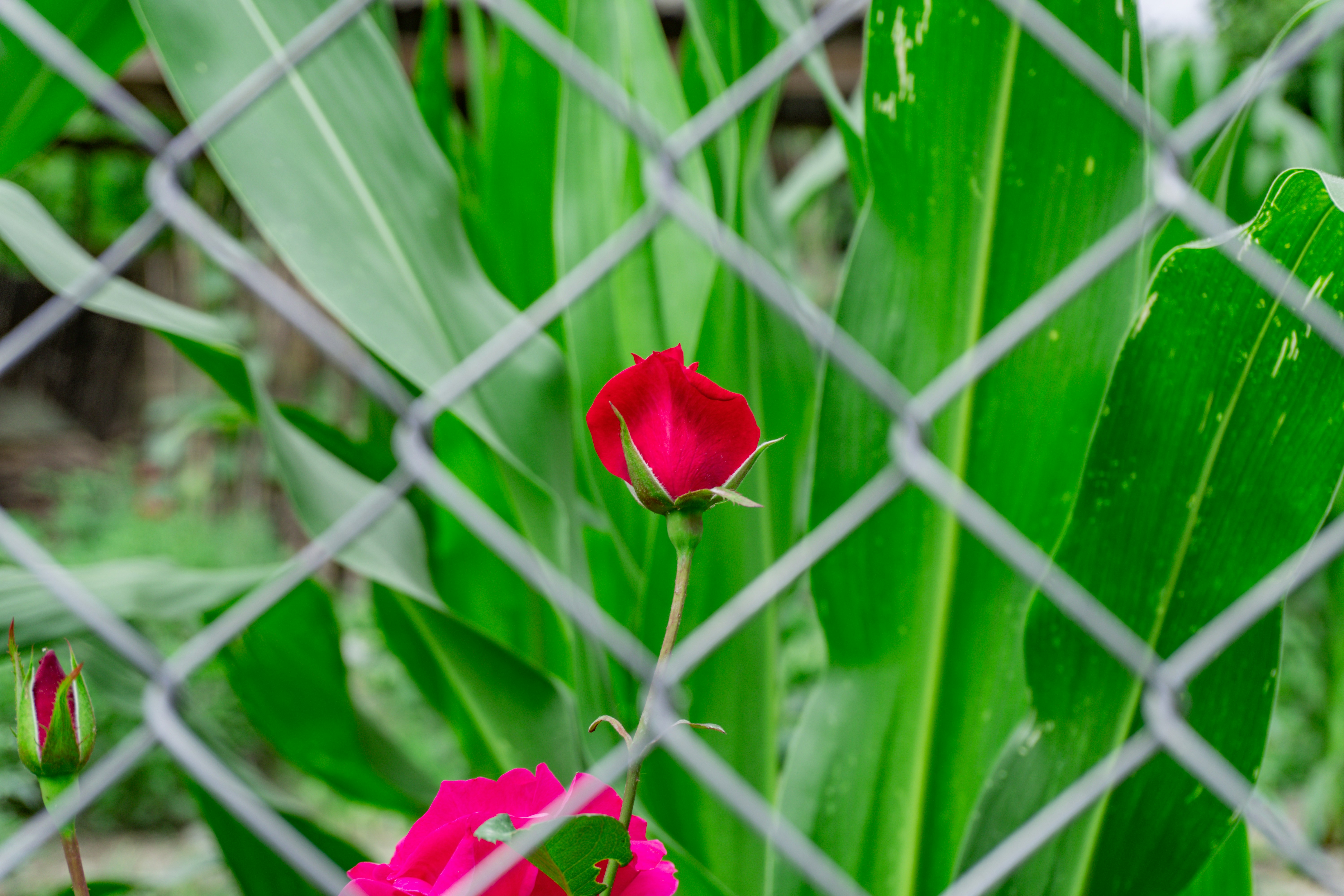 Crimson Rose Peeks Through a Diamond Fence: Color Break in a Green Sea