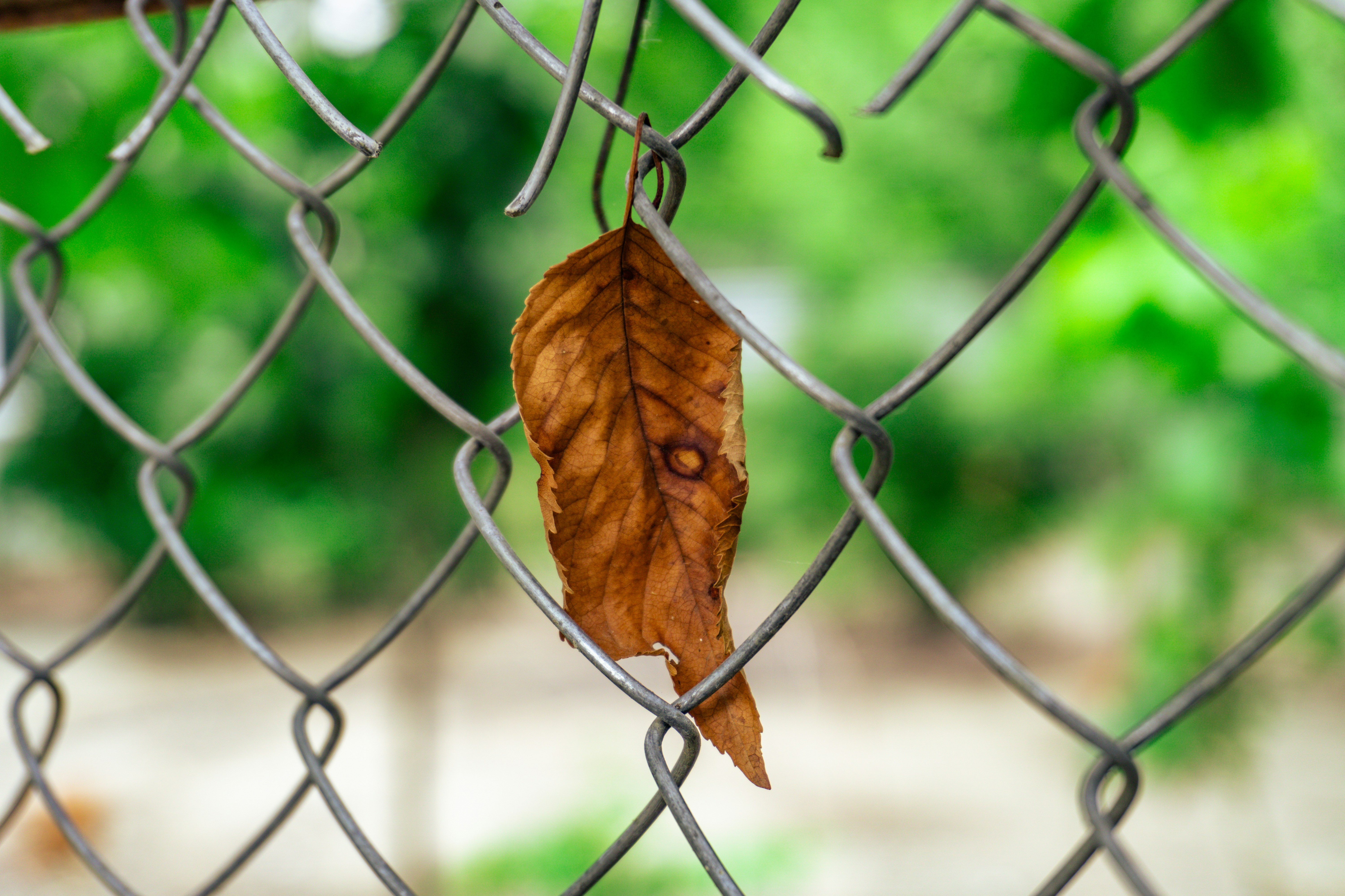 Between Steel Grids: A Dried Leaf Claimed by the Fence