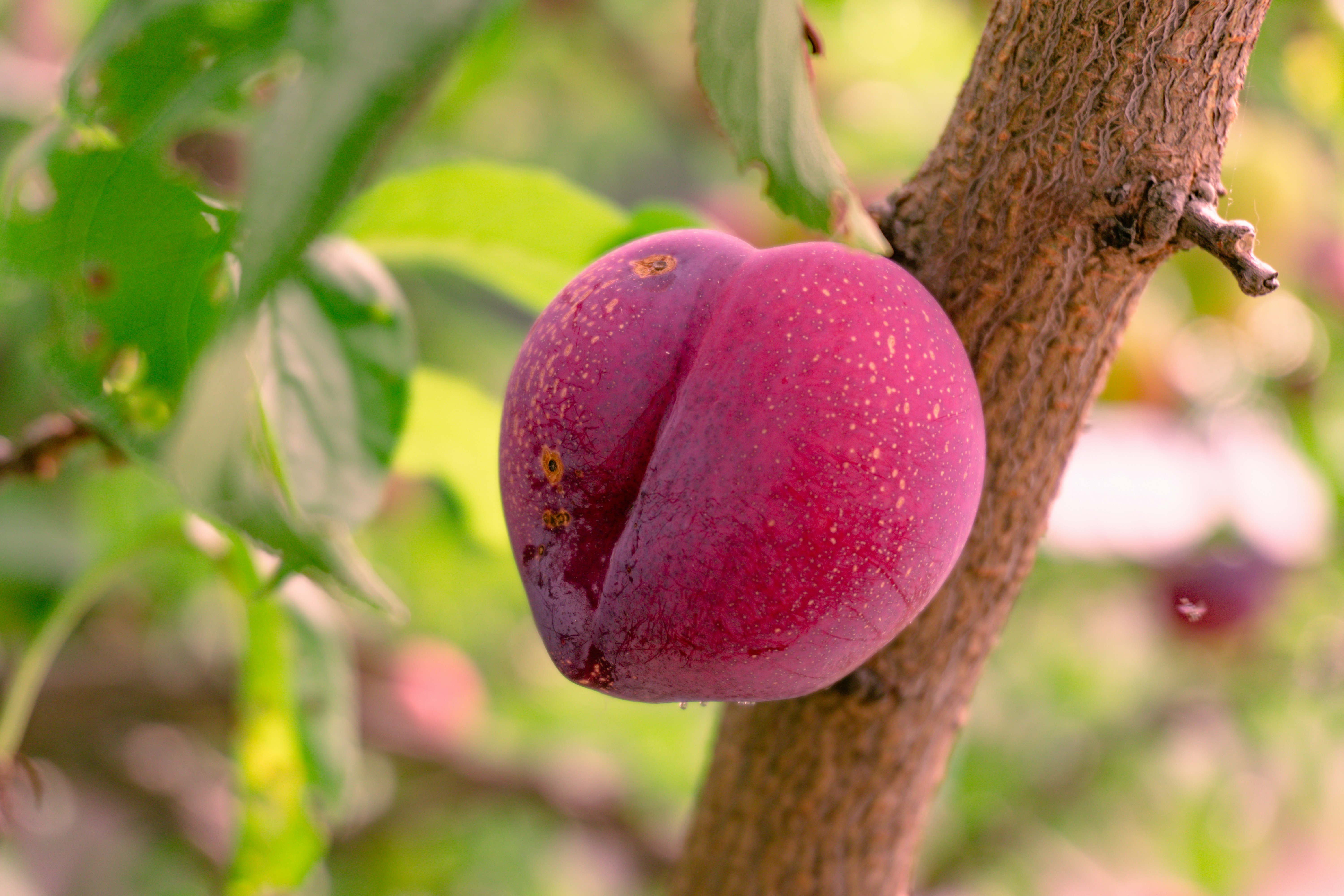 Crimson Nectarine Nestled on a Sunlit Orchard Twig