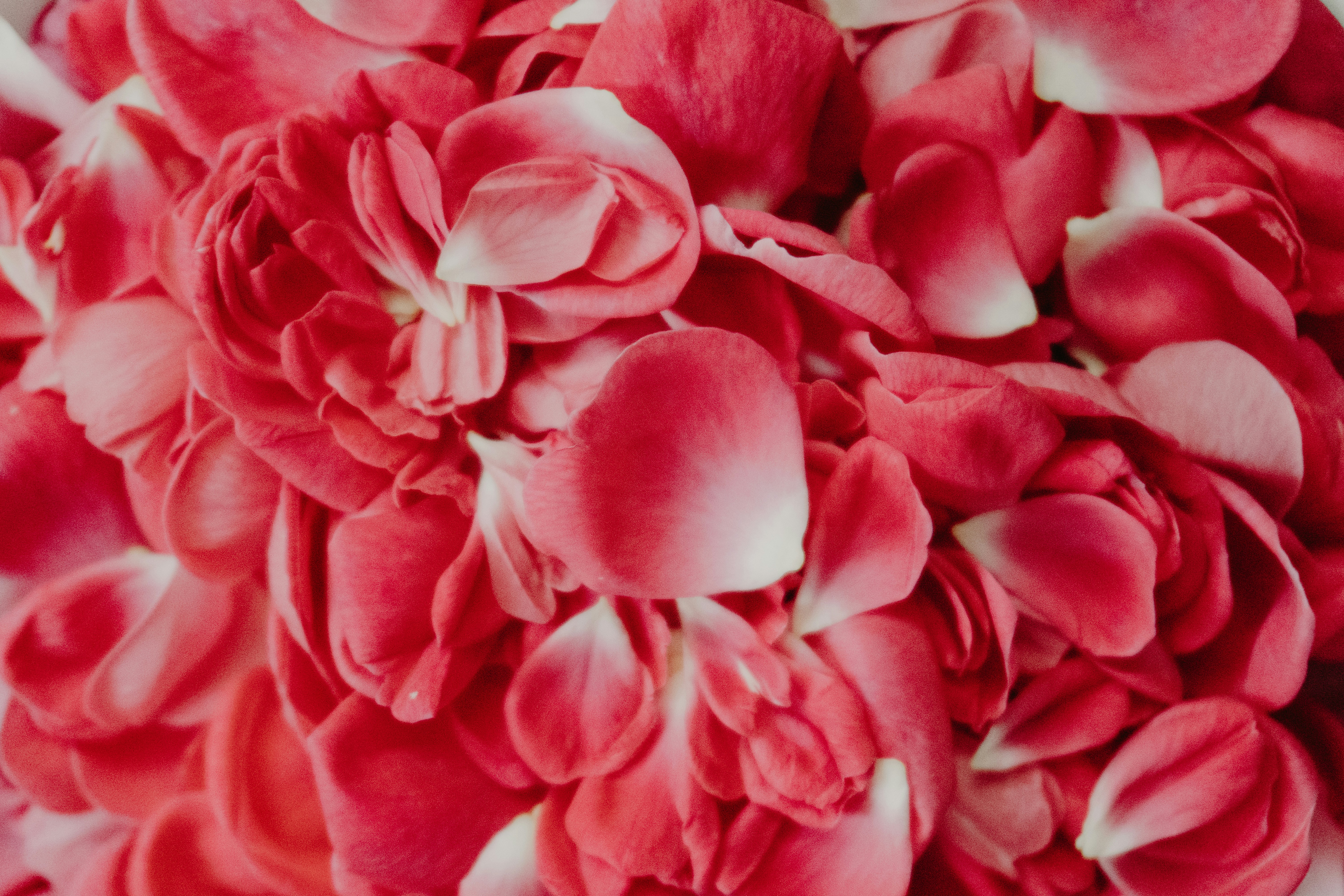 Crimson Velvet: A Close-Up Sea of Petals