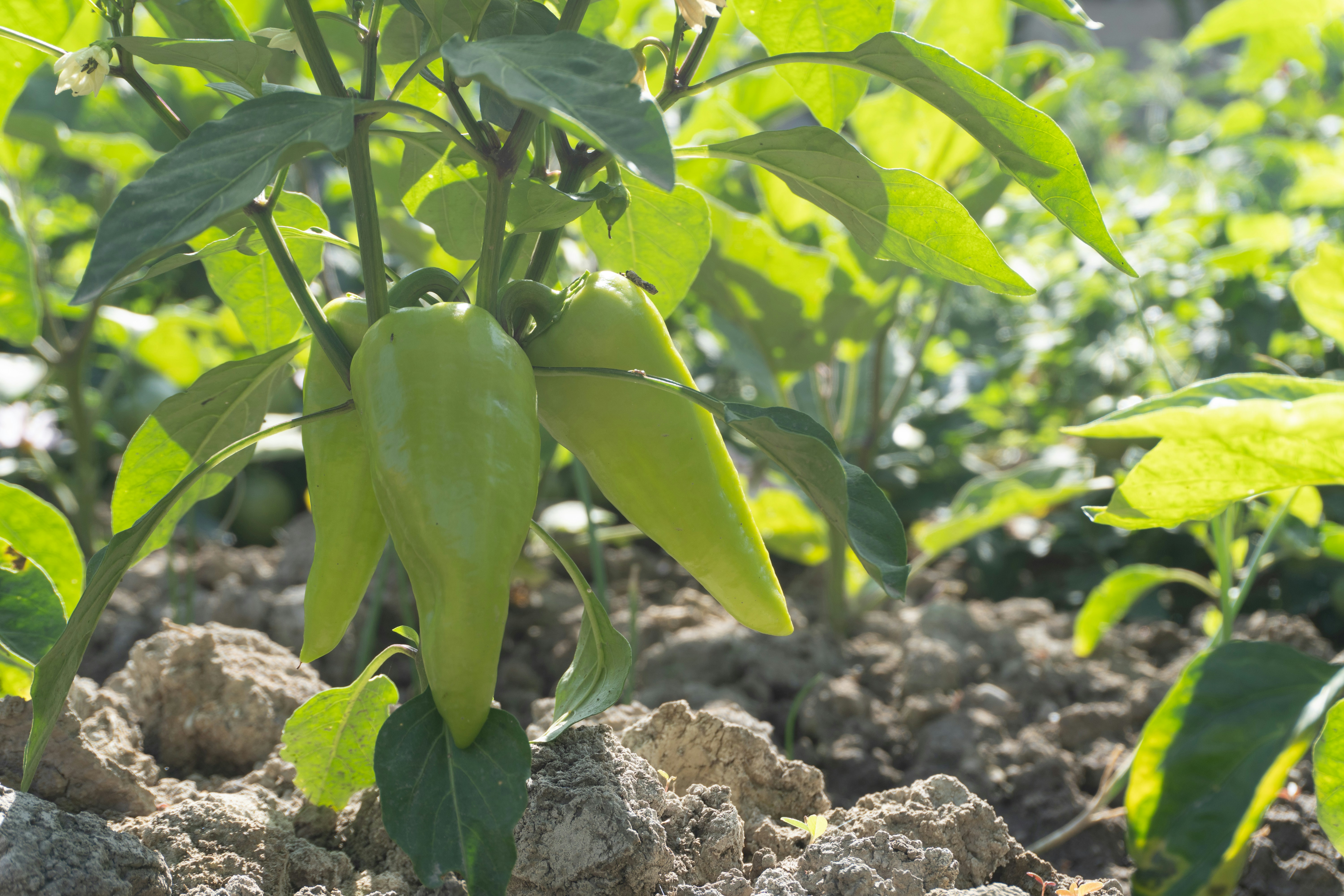 Emerald Pepper Peeking Through Sunlit Garden Soil