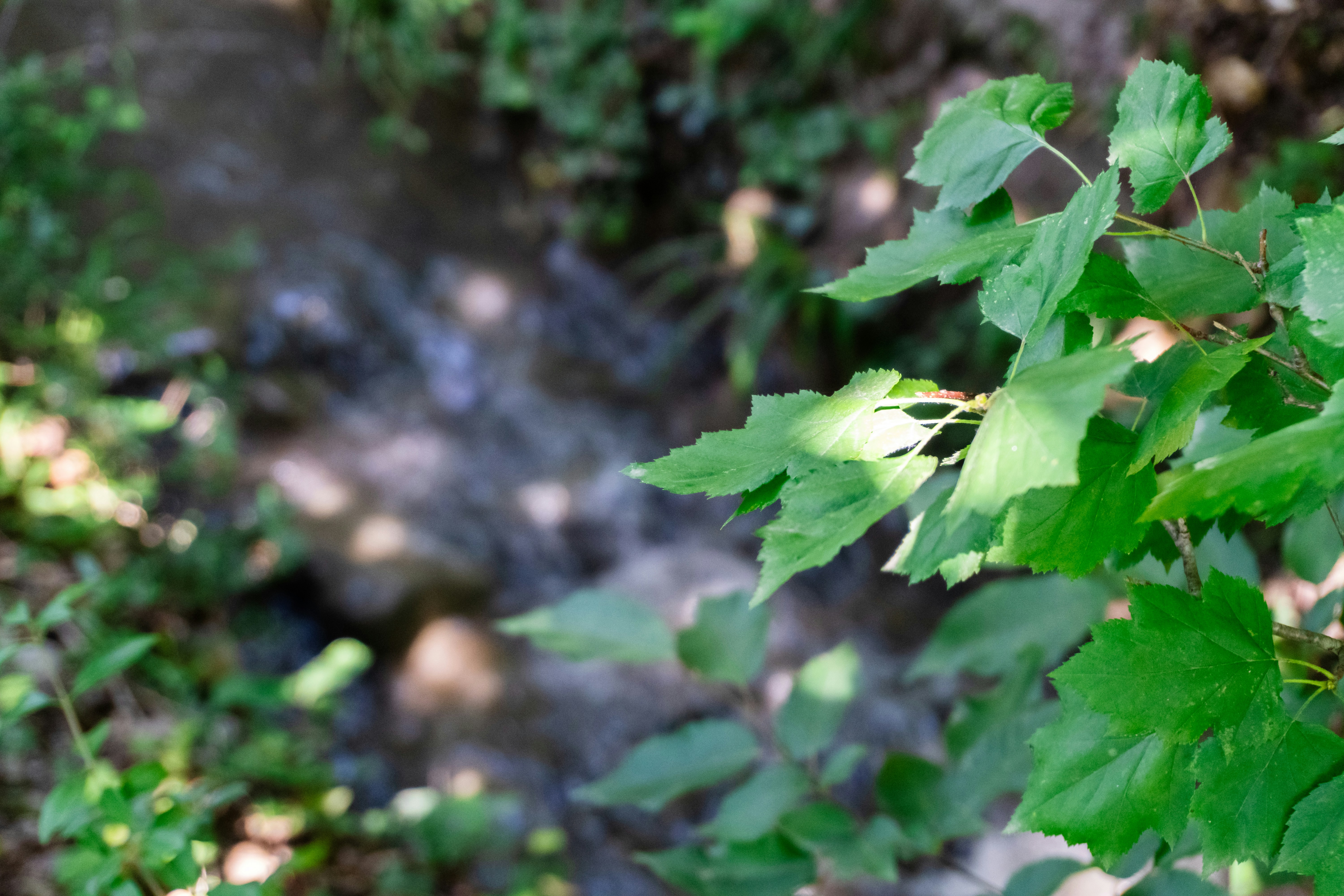 Verdant Focus: Sunlit Leaves Framing a Quiet Forest Creek