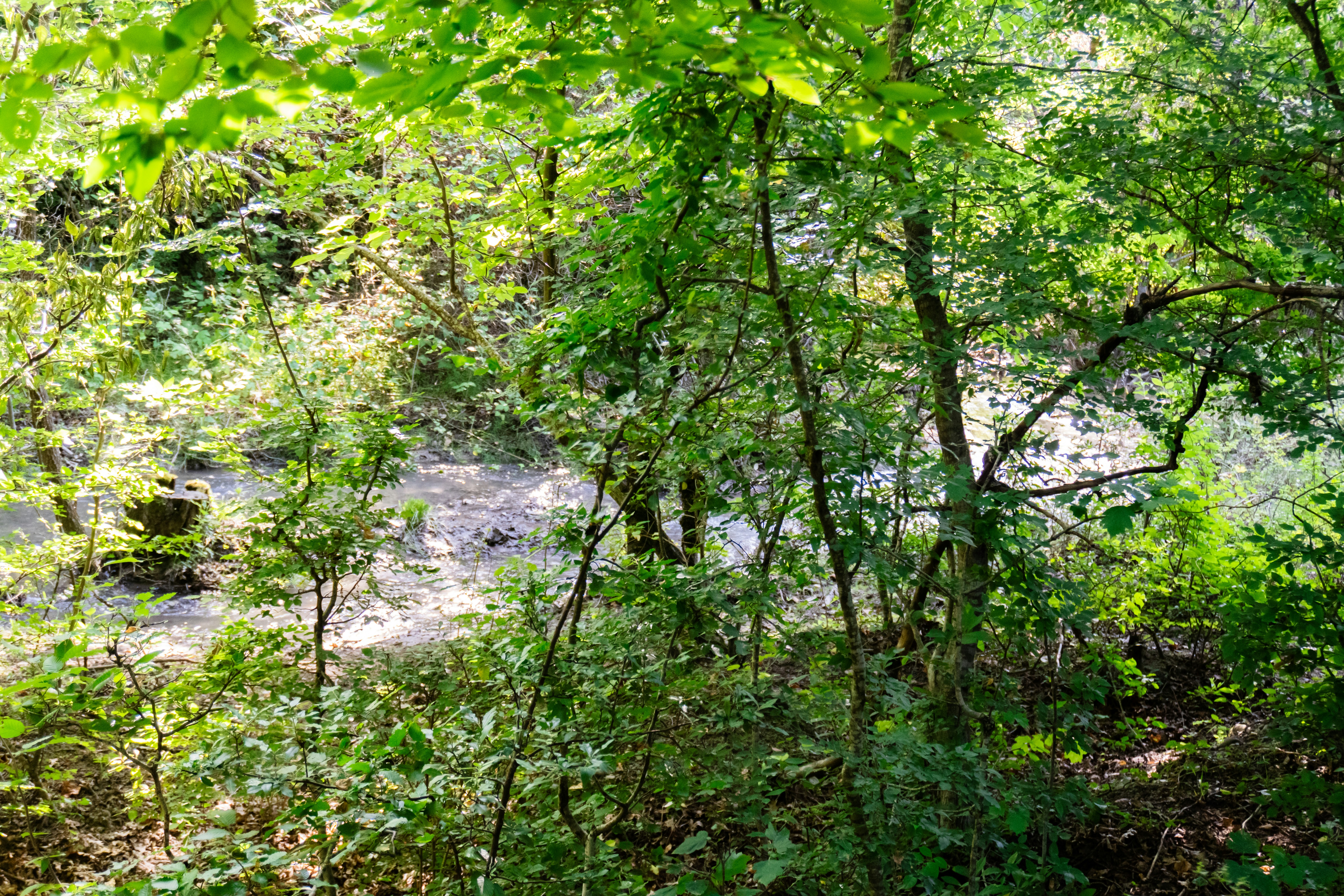 Lush greenery envelops a serene stream, revealing nature's tranquility amidst the foliage.