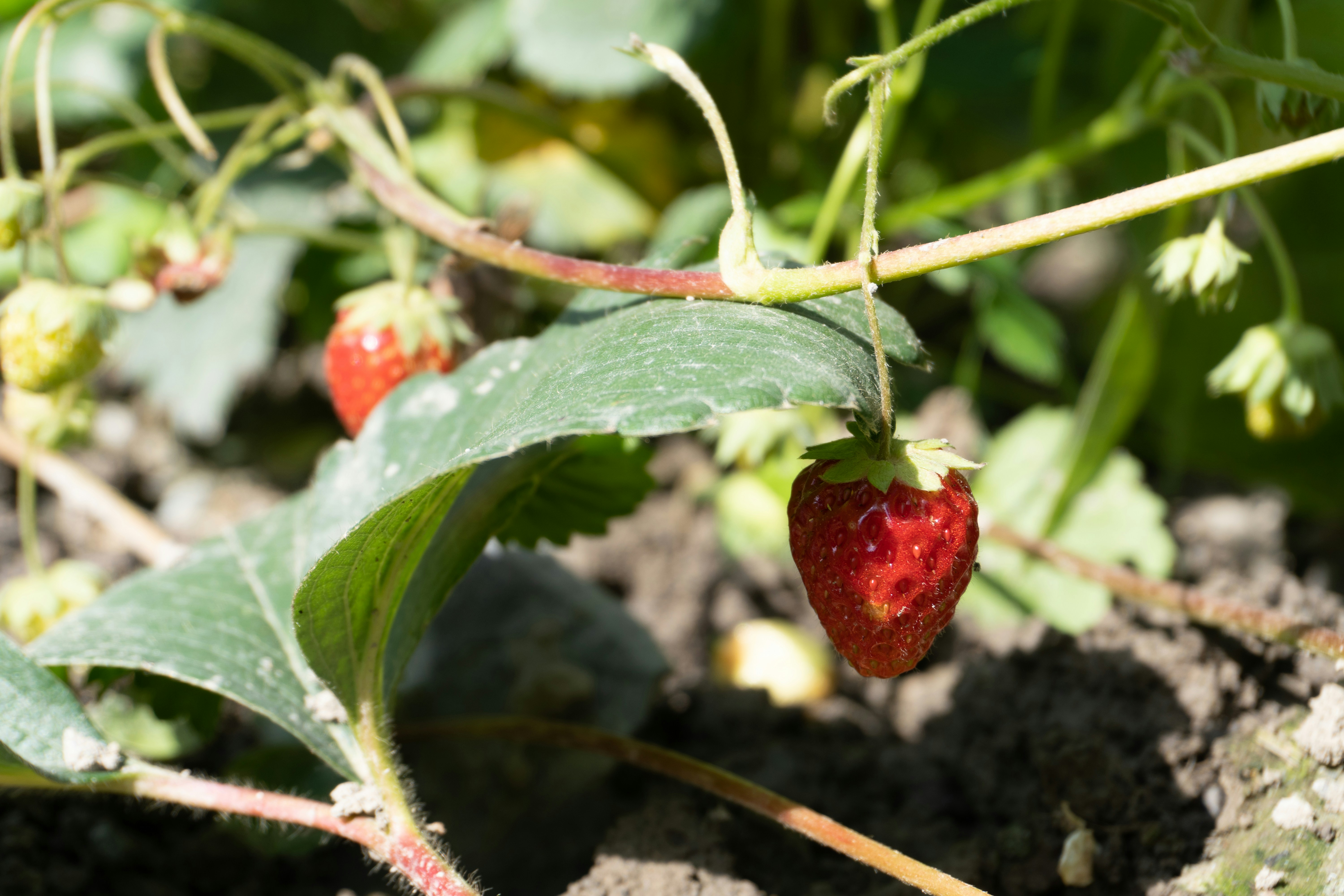 Crimson Orb in Dappled Light: A Macro Portrait of a Strawberry