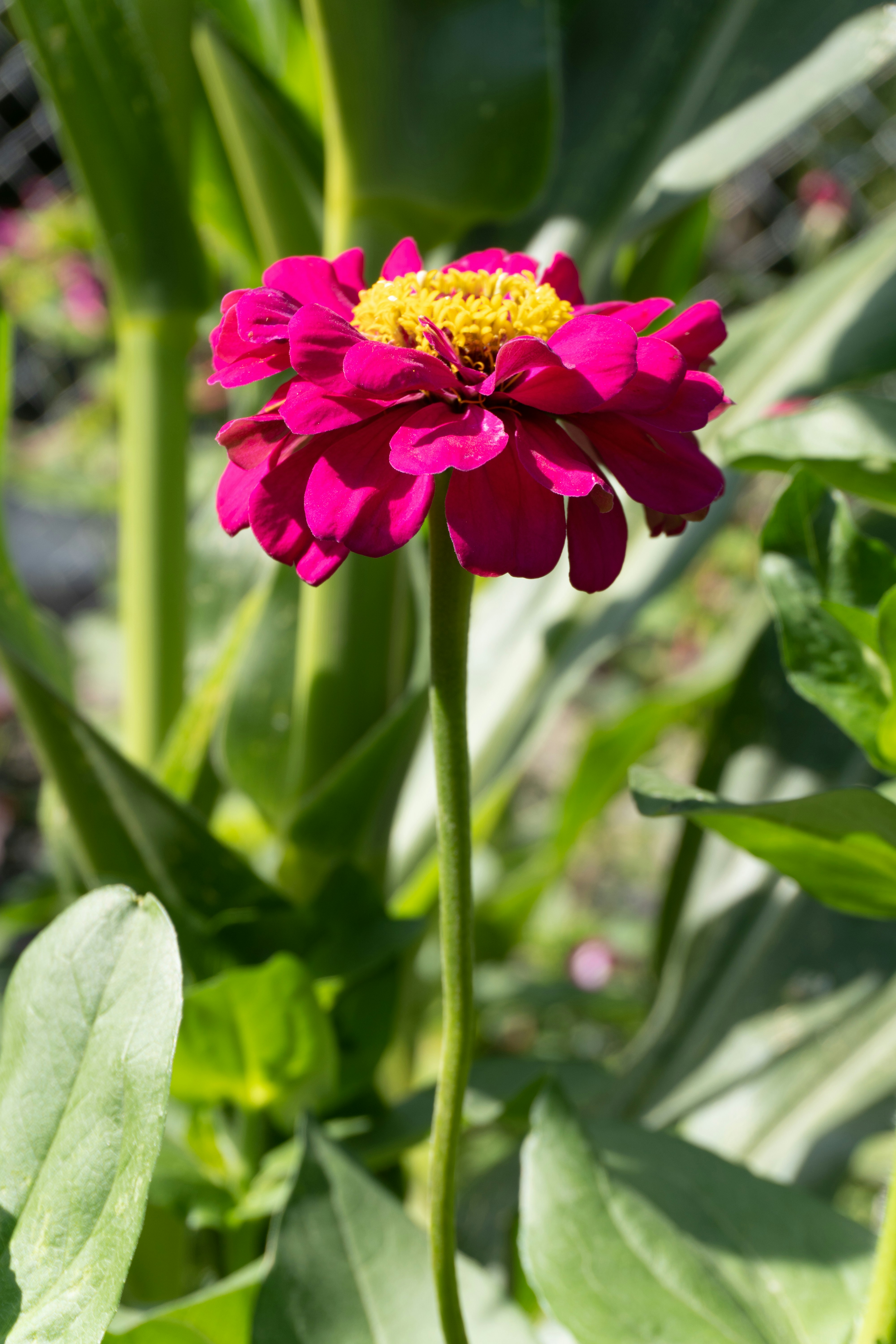 Vibrant Bloom Amidst Greenery
